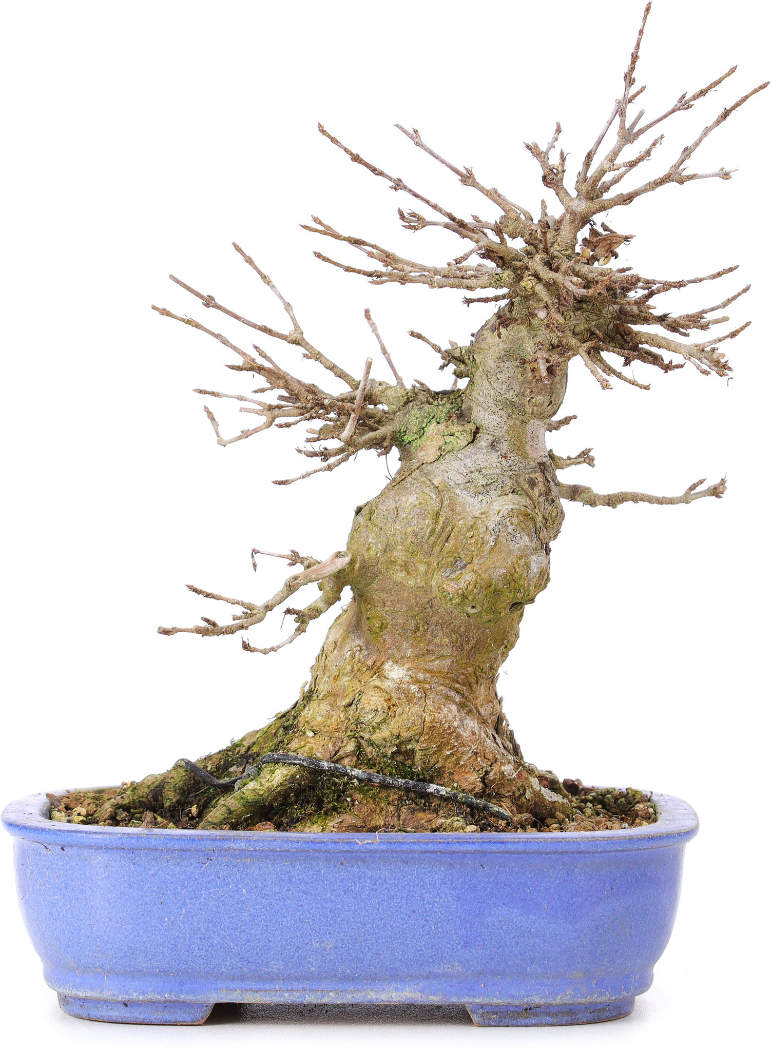 Acer buergerianum, 17 cm, ± 35 años, con un nebari de 10 cm - Bonsai Plaza