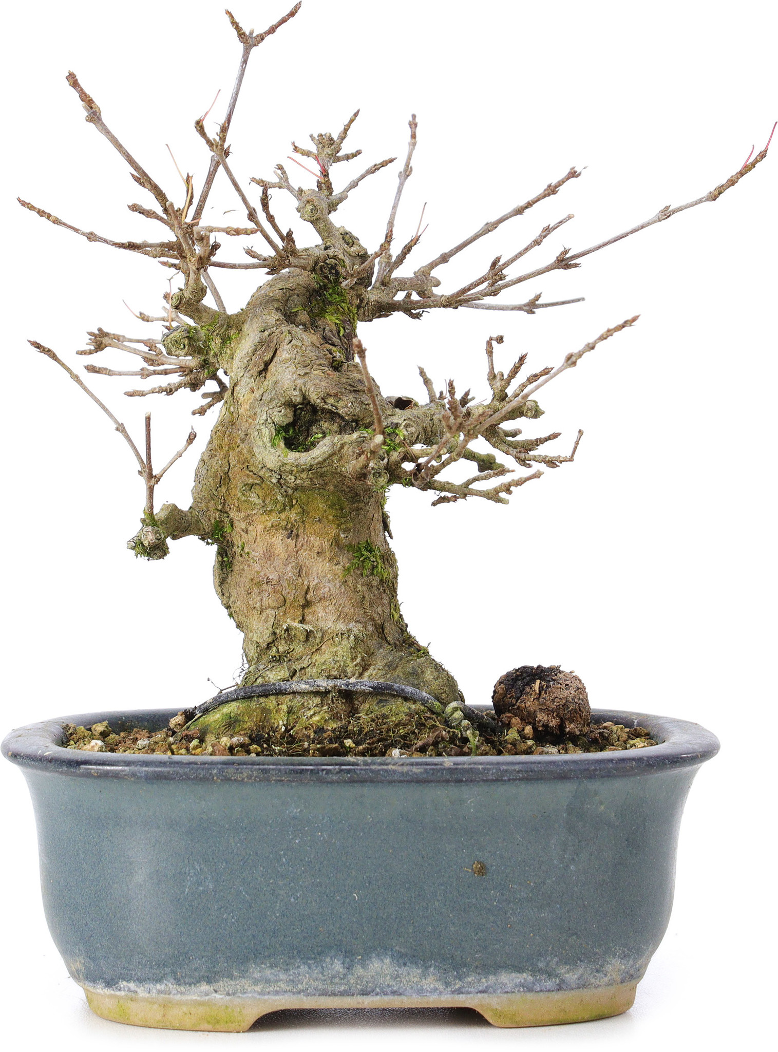 Acer buergerianum, 12 cm, ± 35 anni, con un nebari di 6 cm - Bonsai Plaza