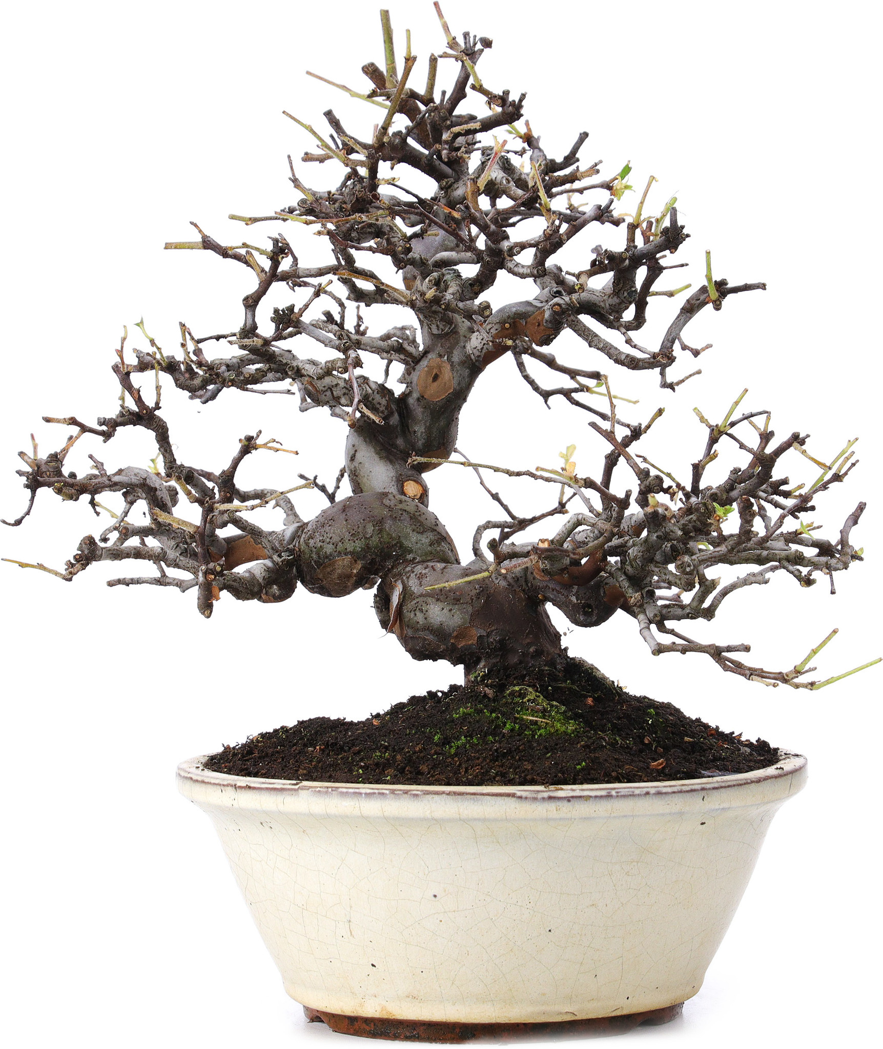 Pseudocydonia sinensis, 29,5 cm, ± 15 ans - Bonsai Plaza