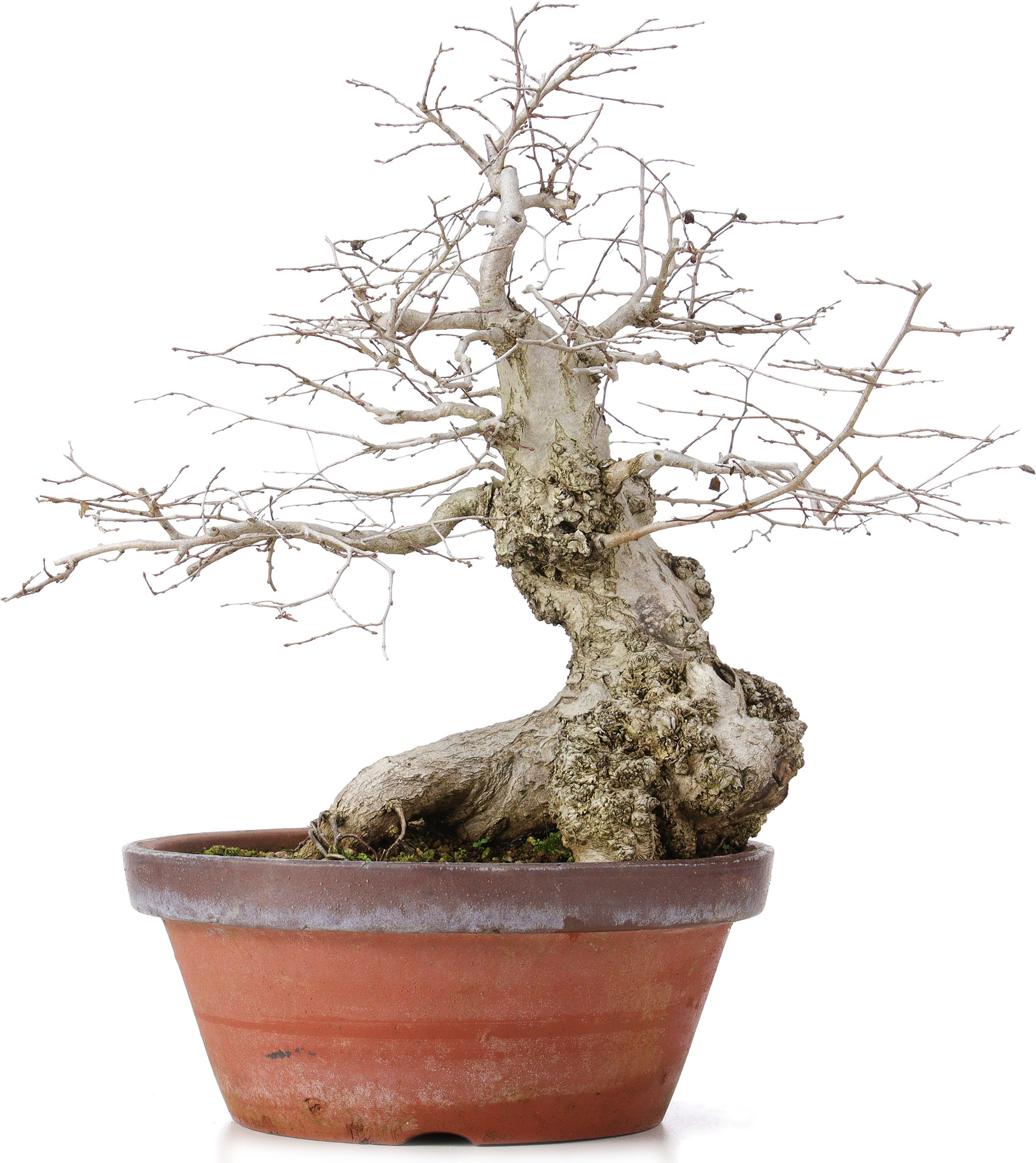 Carpinus coreana, 36,5 cm, ± 30 years old - Bonsai Plaza