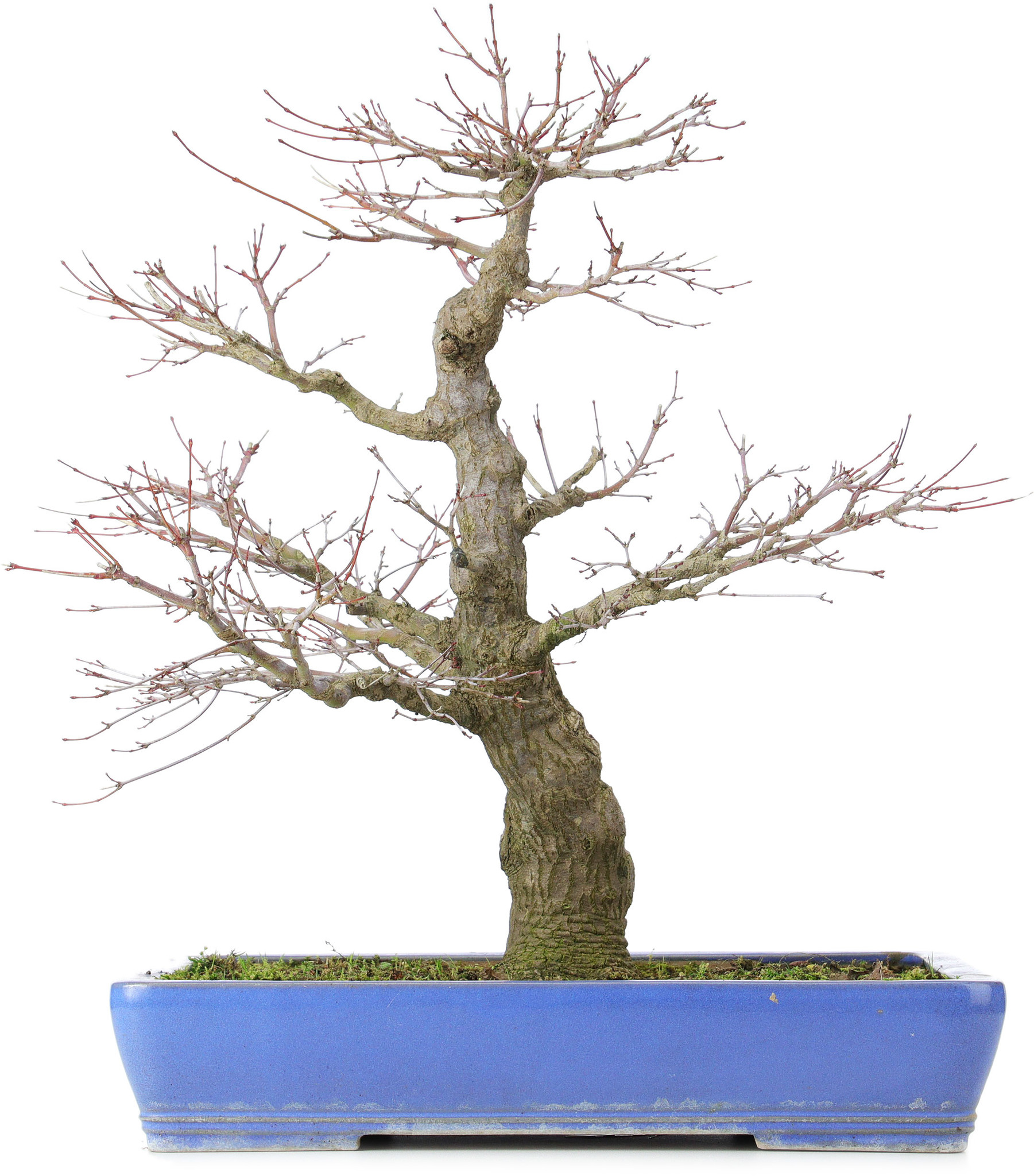 Acer palmatum, 48 cm, ± 25 years old, with a nebari of 14 centimeters ...