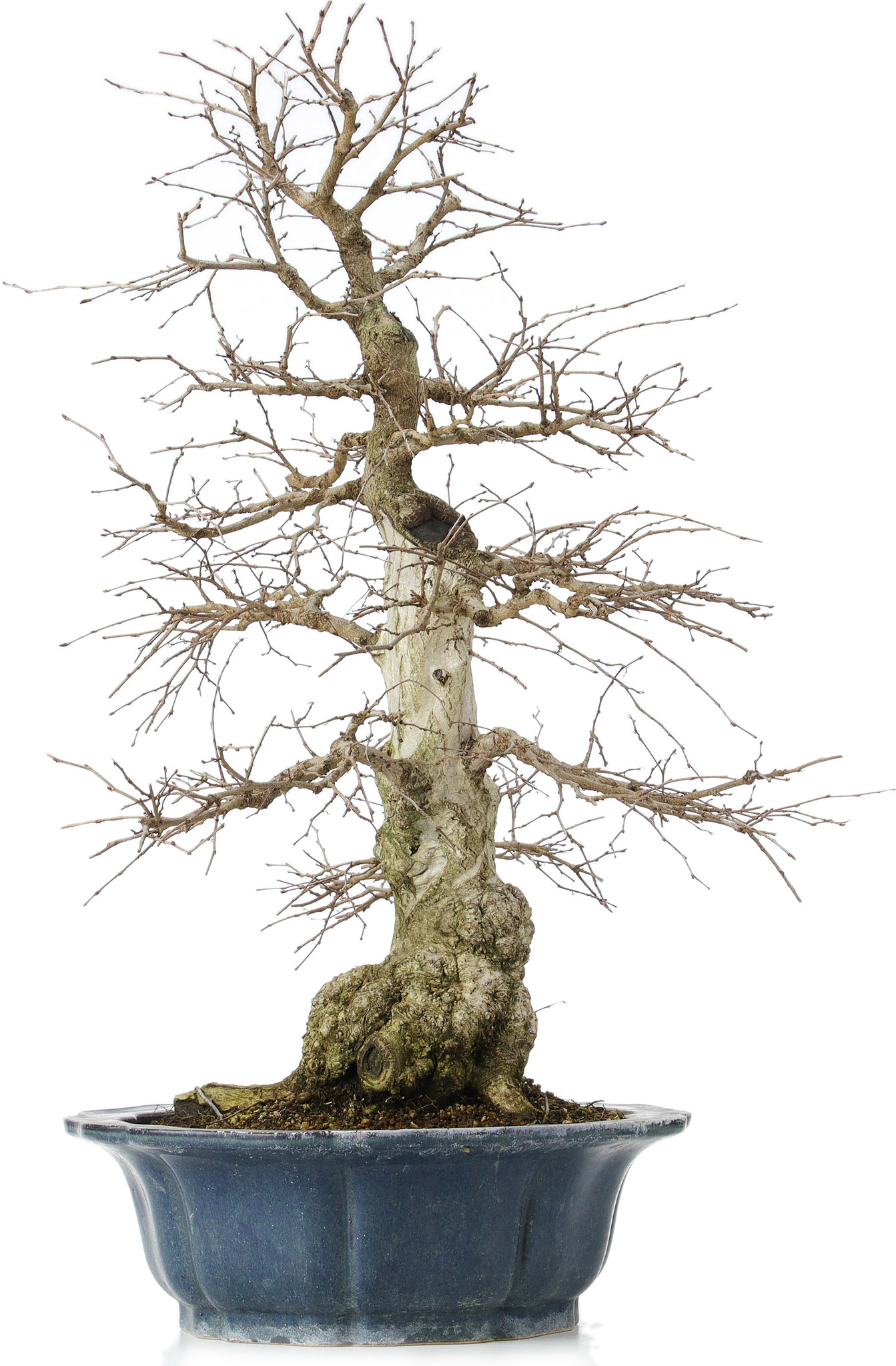 Carpinus coreana, 60 cm, ± 50 years old, in a broken pot - Bonsai Plaza