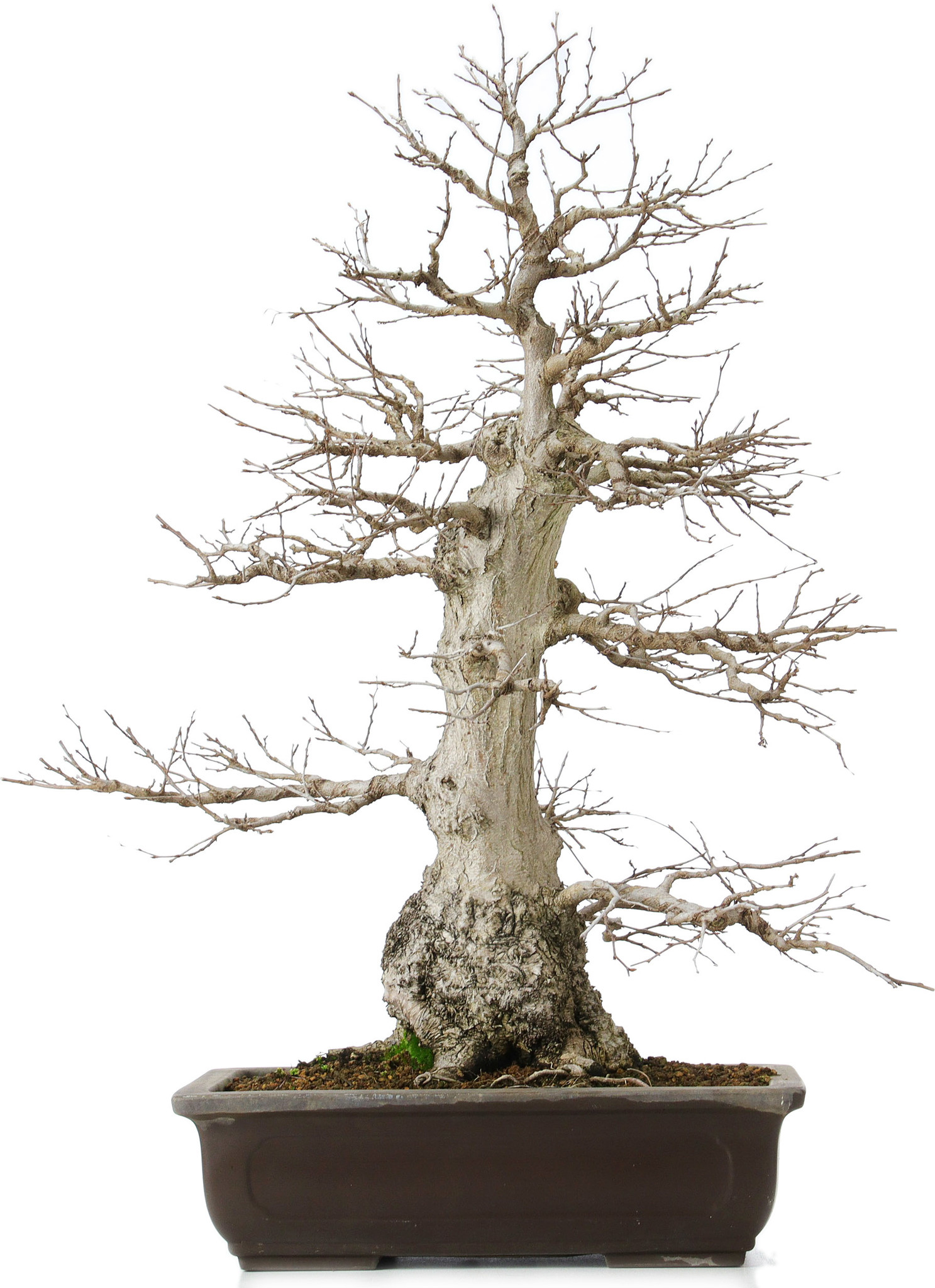 Carpinus coreana, 58 cm, ± 40 años - Bonsai Plaza