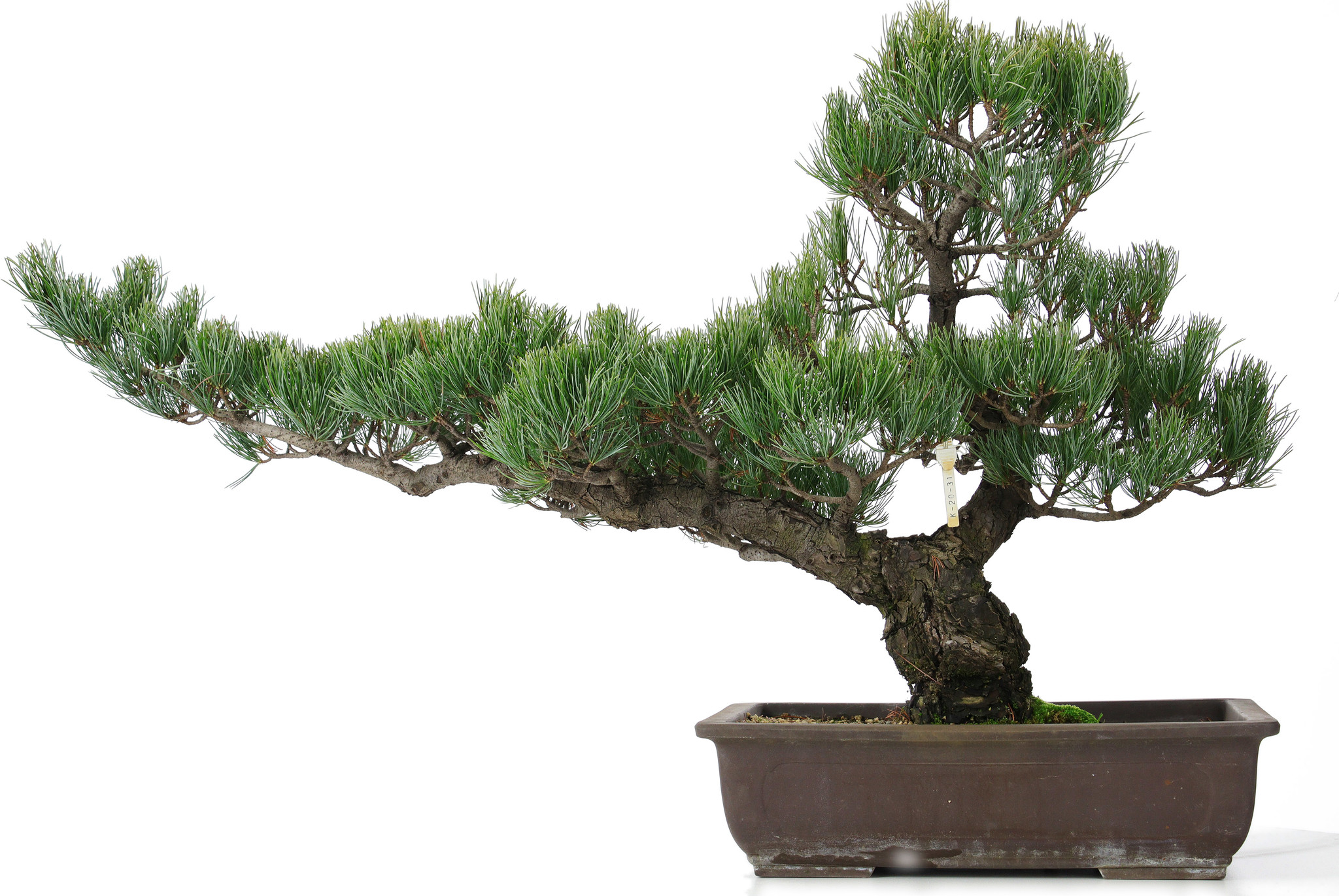 Pinus parviflora, 51 cm, ± 25 years old - Bonsai Plaza