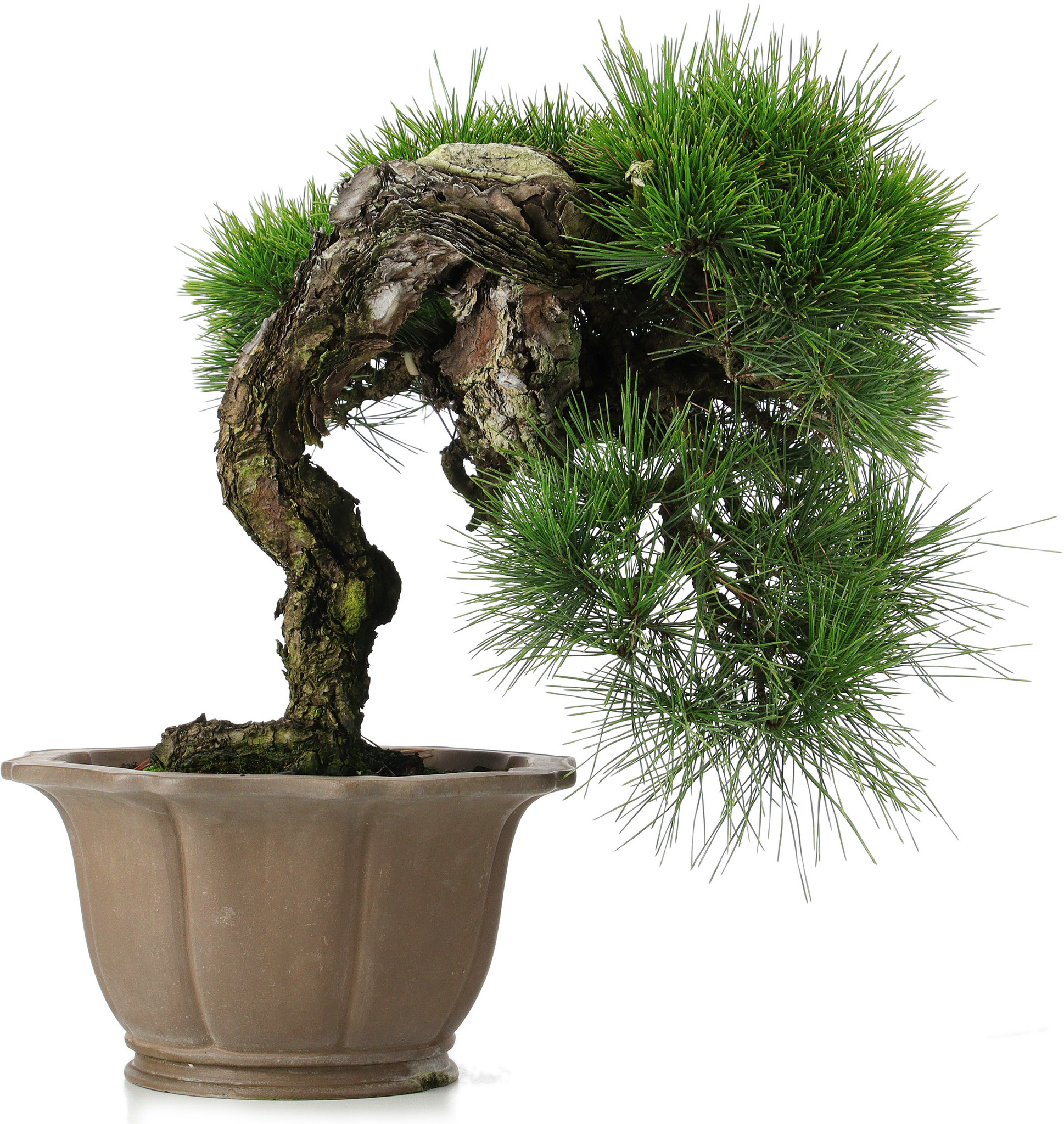 Pinus thunbergii, 45 cm, ± 40 years old, in a damaged pot - Bonsai Plaza