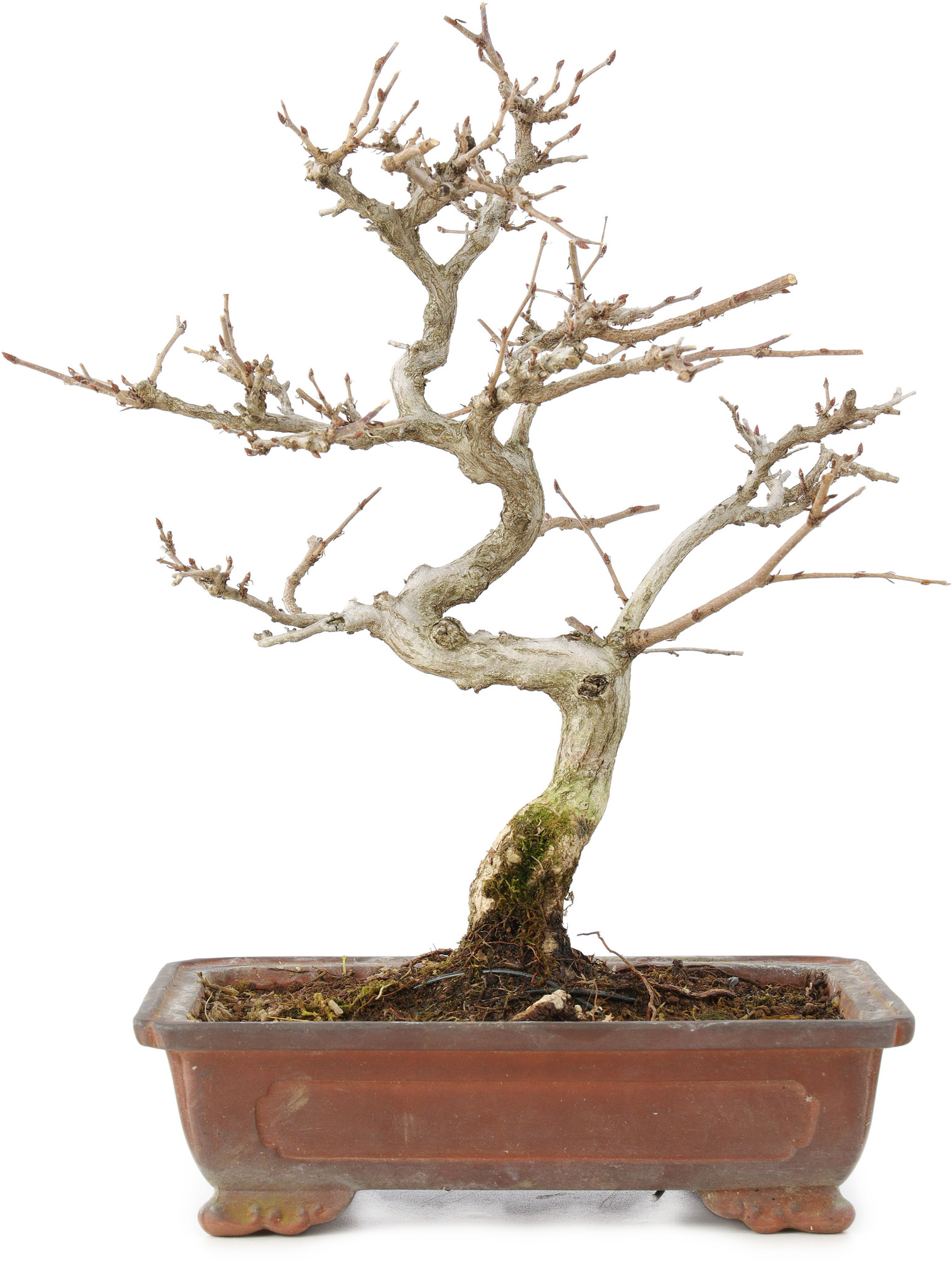 Carpinus coreana, 25 cm, ± 15 años - Bonsai Plaza