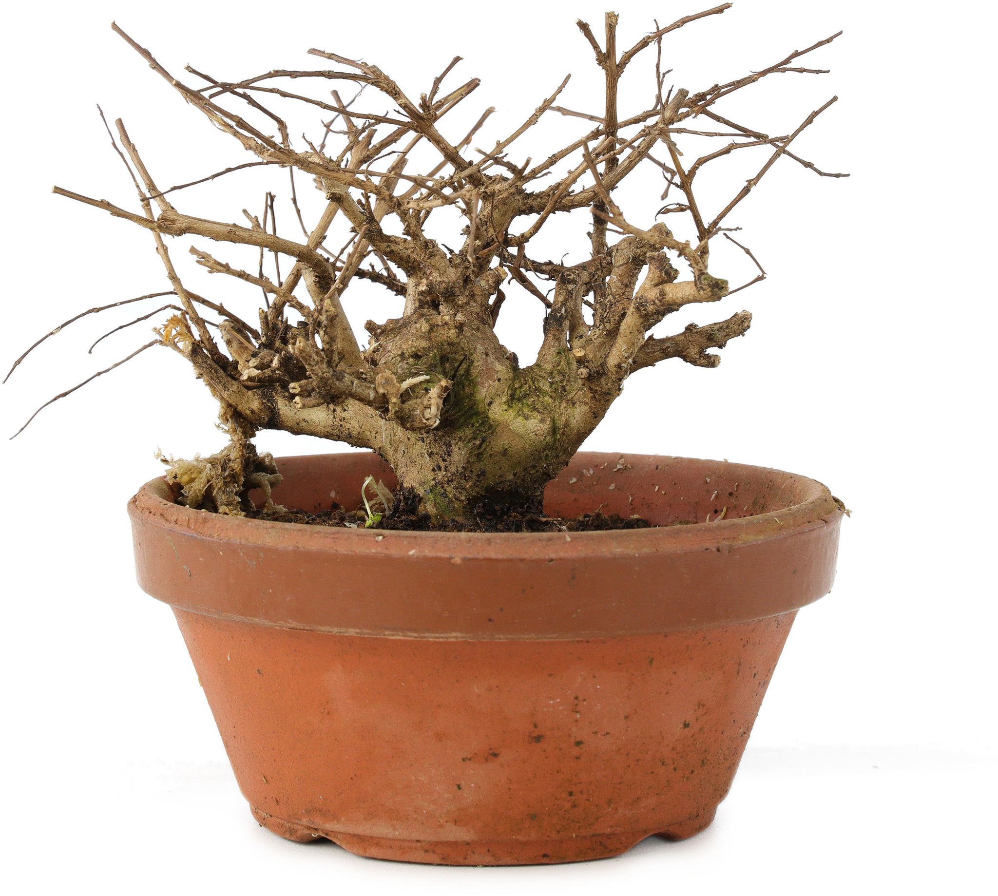 Lagerstroemia indica, 10 cm, ± 20 years old - Bonsai Plaza