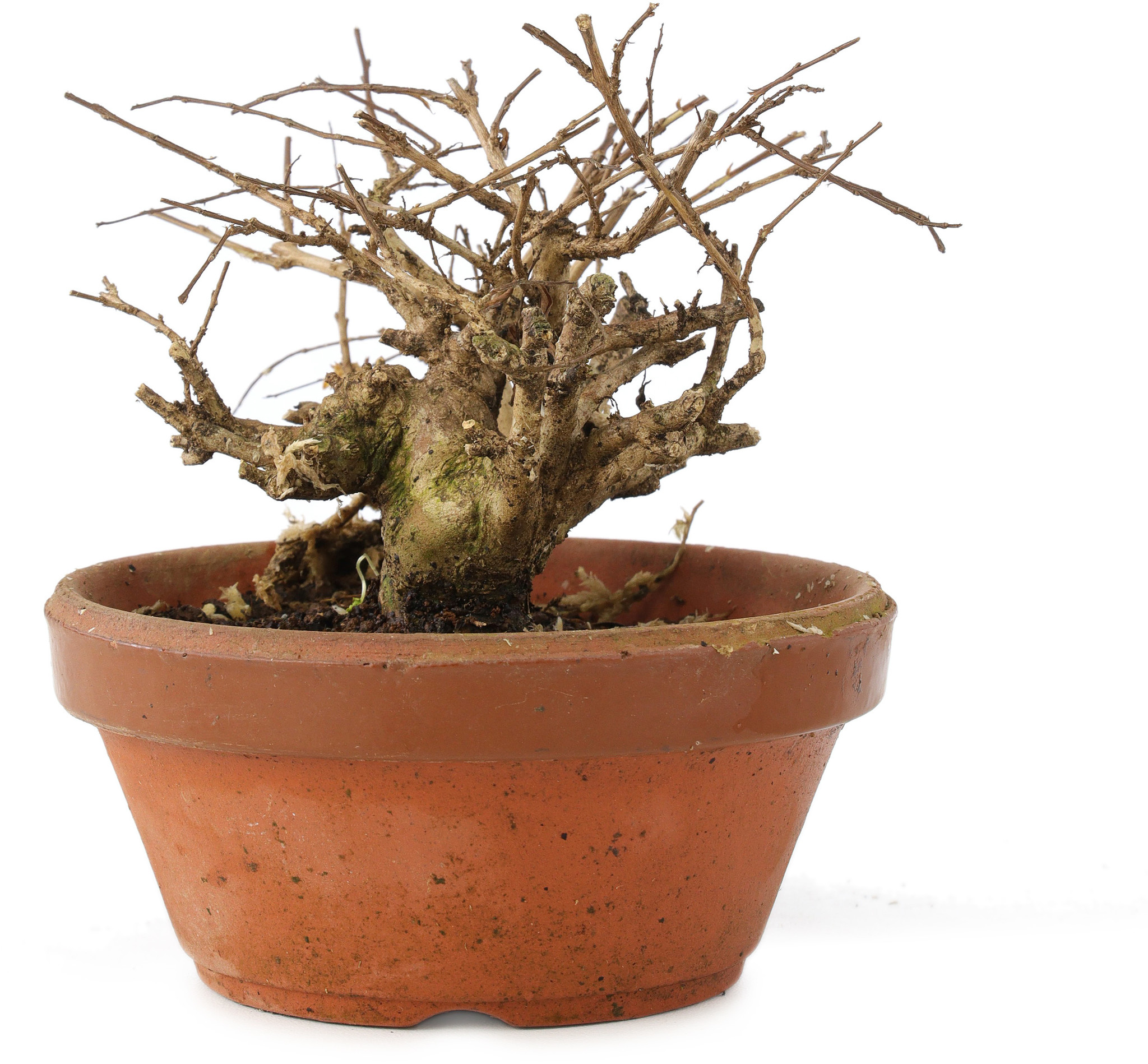 Lagerstroemia indica, 10 cm, ± 20 Jahre alt - Bonsai Plaza