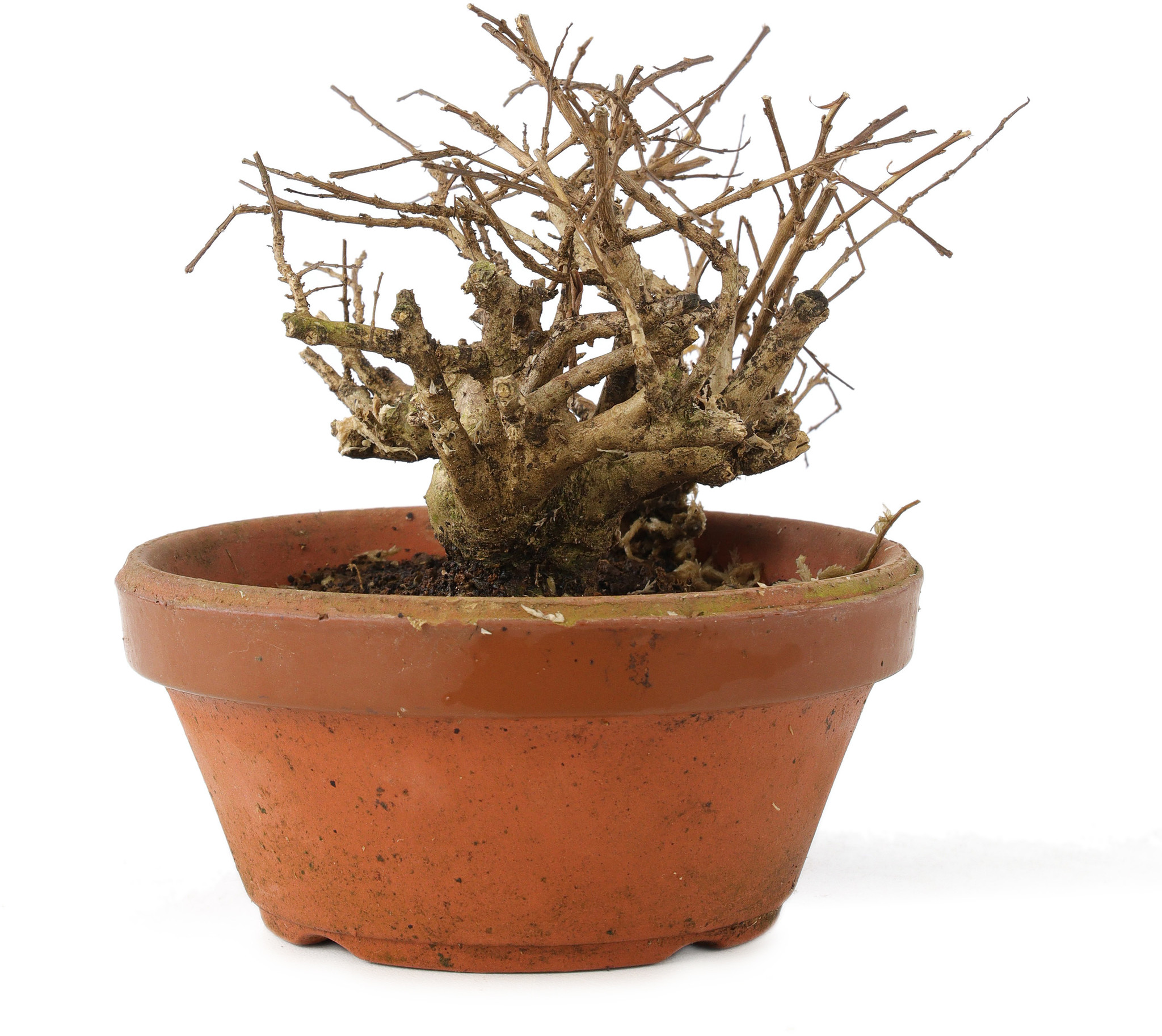 Lagerstroemia indica, 10 cm, ± 20 años - Bonsai Plaza