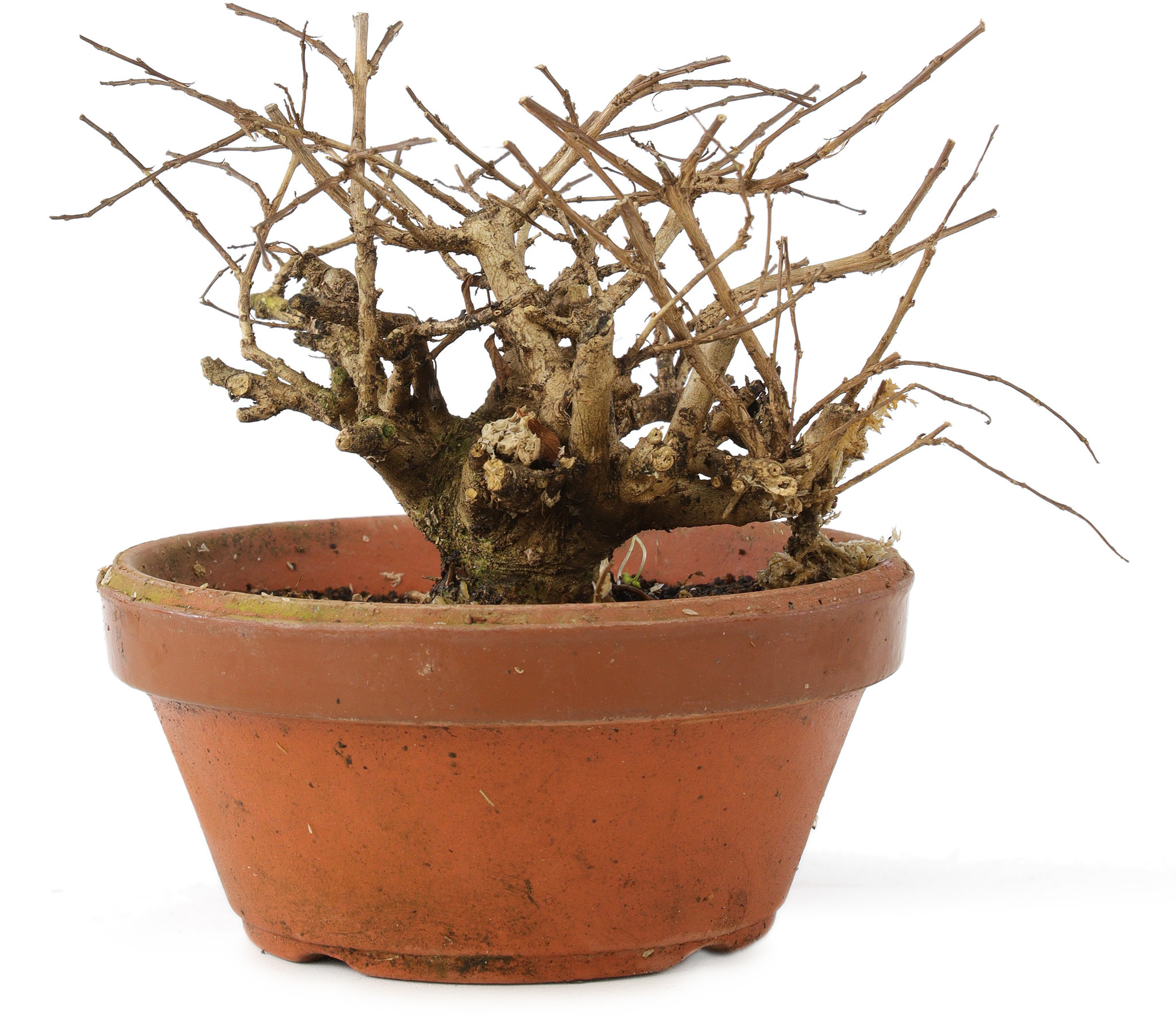 Lagerstroemia indica, 10 cm, ± 20 Jahre alt - Bonsai Plaza