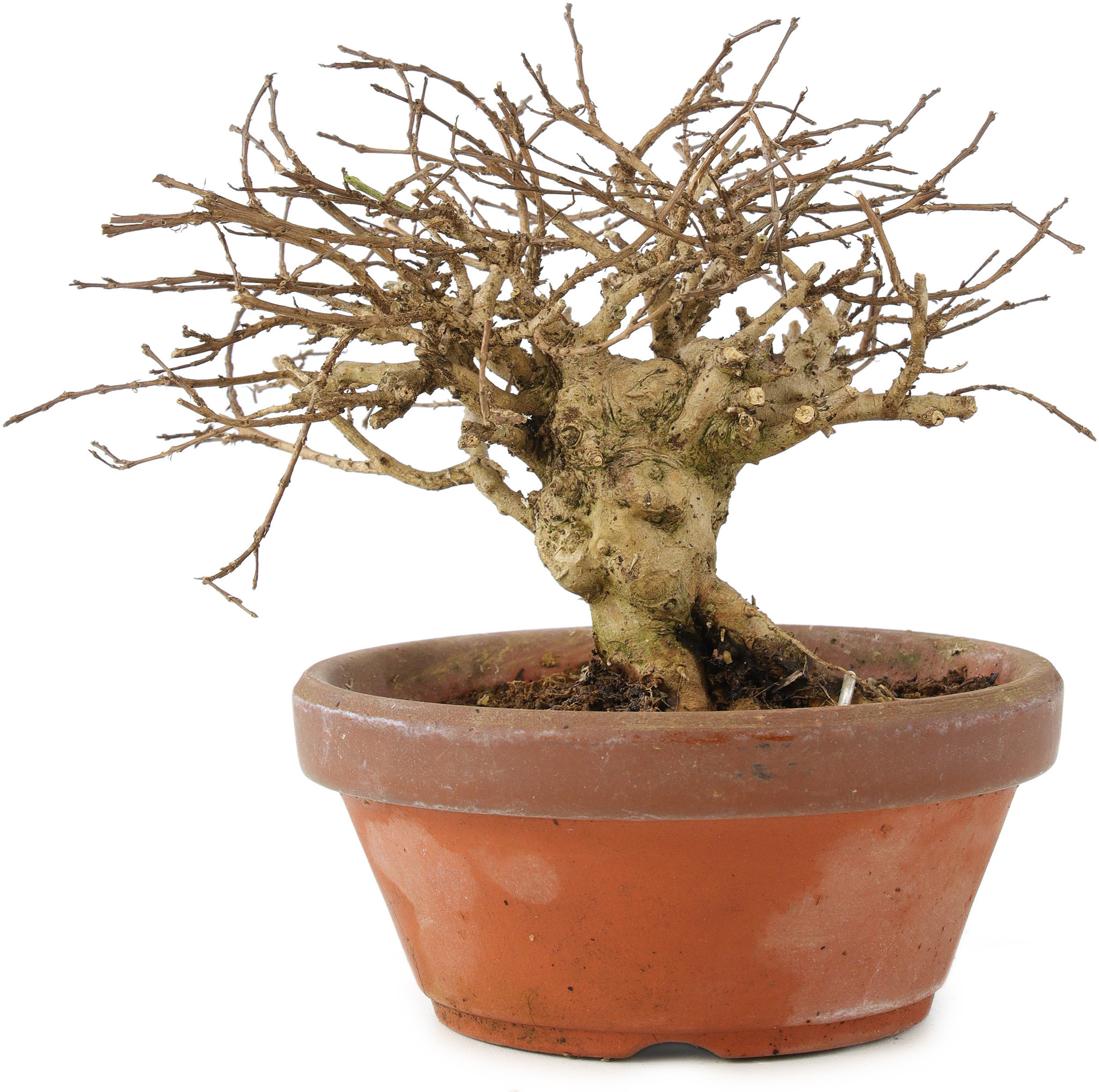 Lagerstroemia indica, 12 cm, ± 20 years old - Bonsai Plaza
