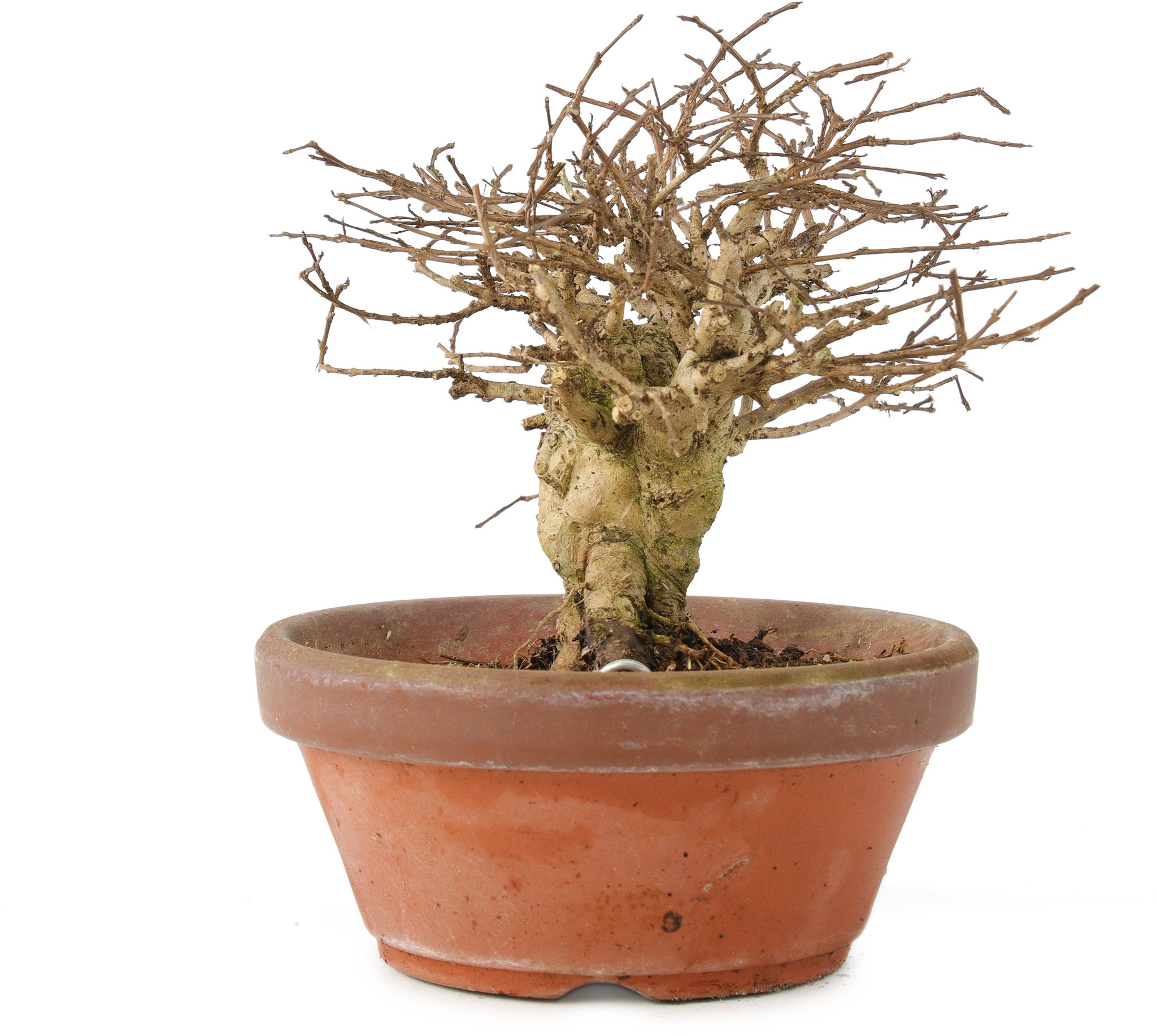 Lagerstroemia indica, 12 cm, ± 20 years old - Bonsai Plaza