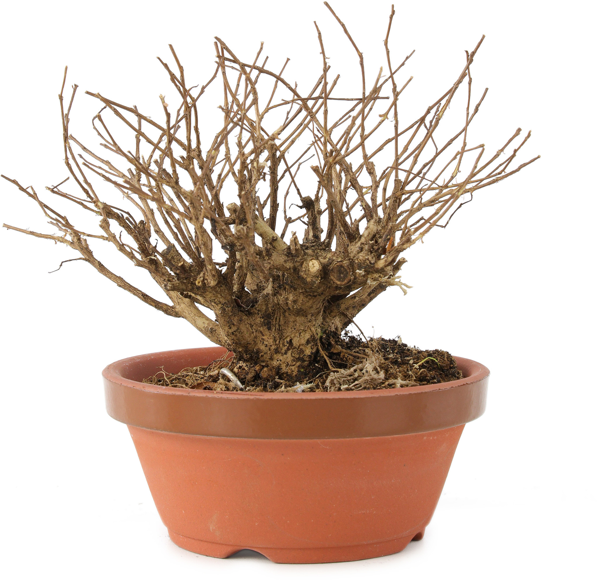 Lagerstroemia indica, 12 cm, ± 20 anni - Bonsai Plaza