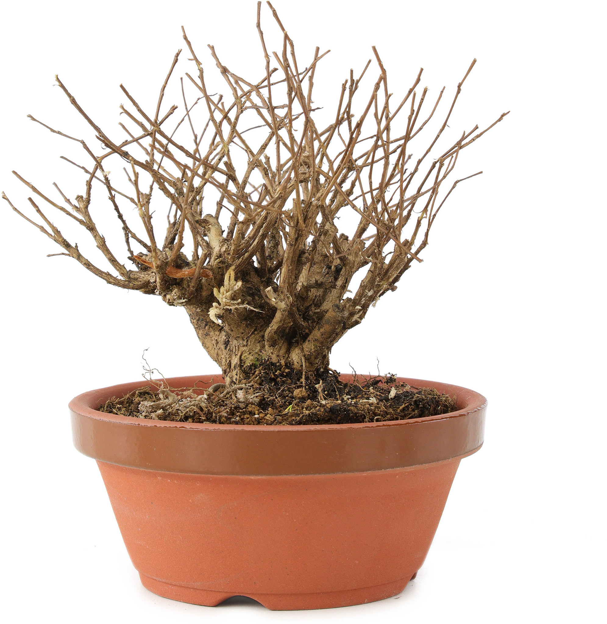 Lagerstroemia indica, 12 cm, ± 20 years old - Bonsai Plaza