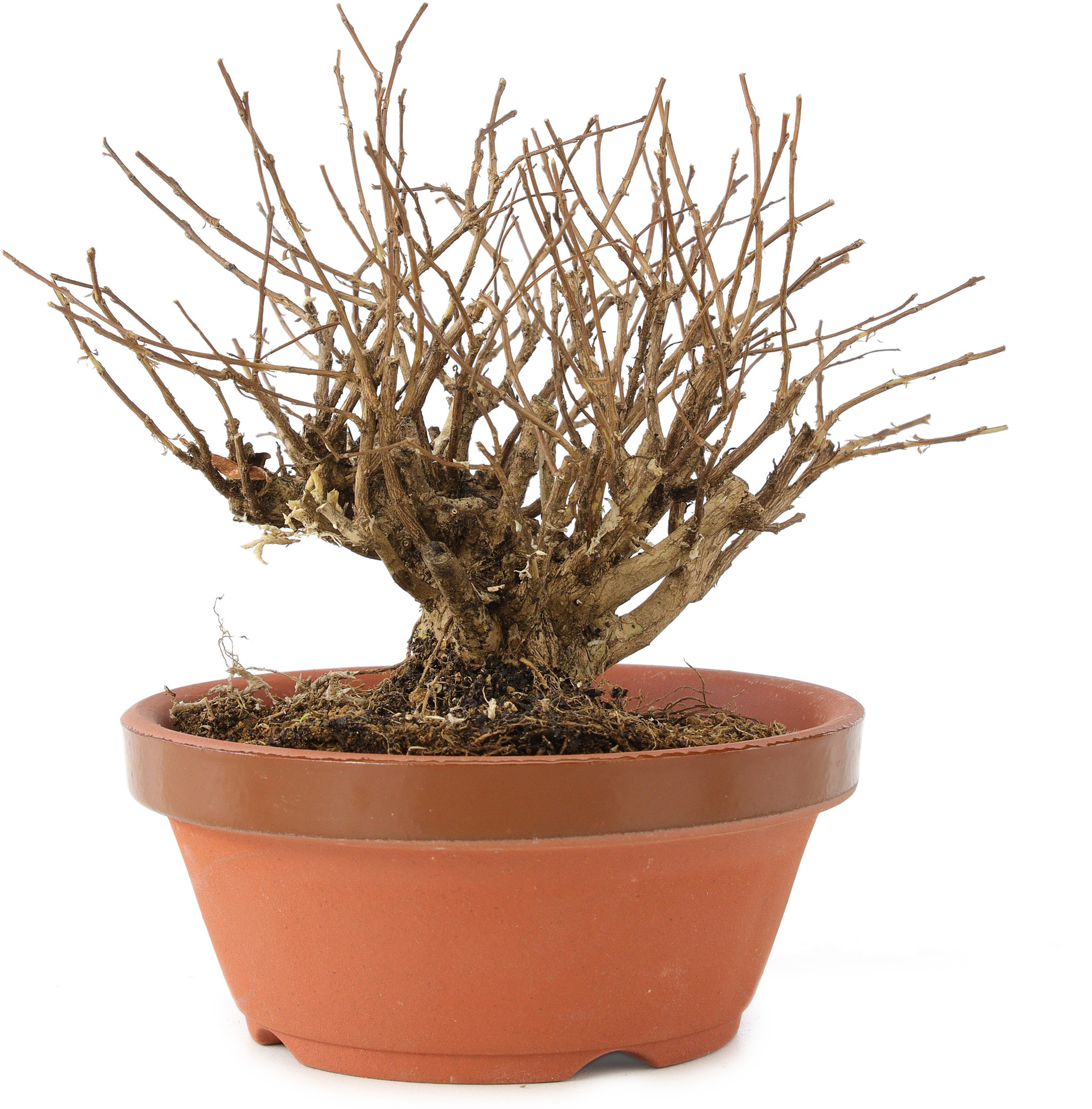 Lagerstroemia indica, 12 cm, ± 20 years old - Bonsai Plaza