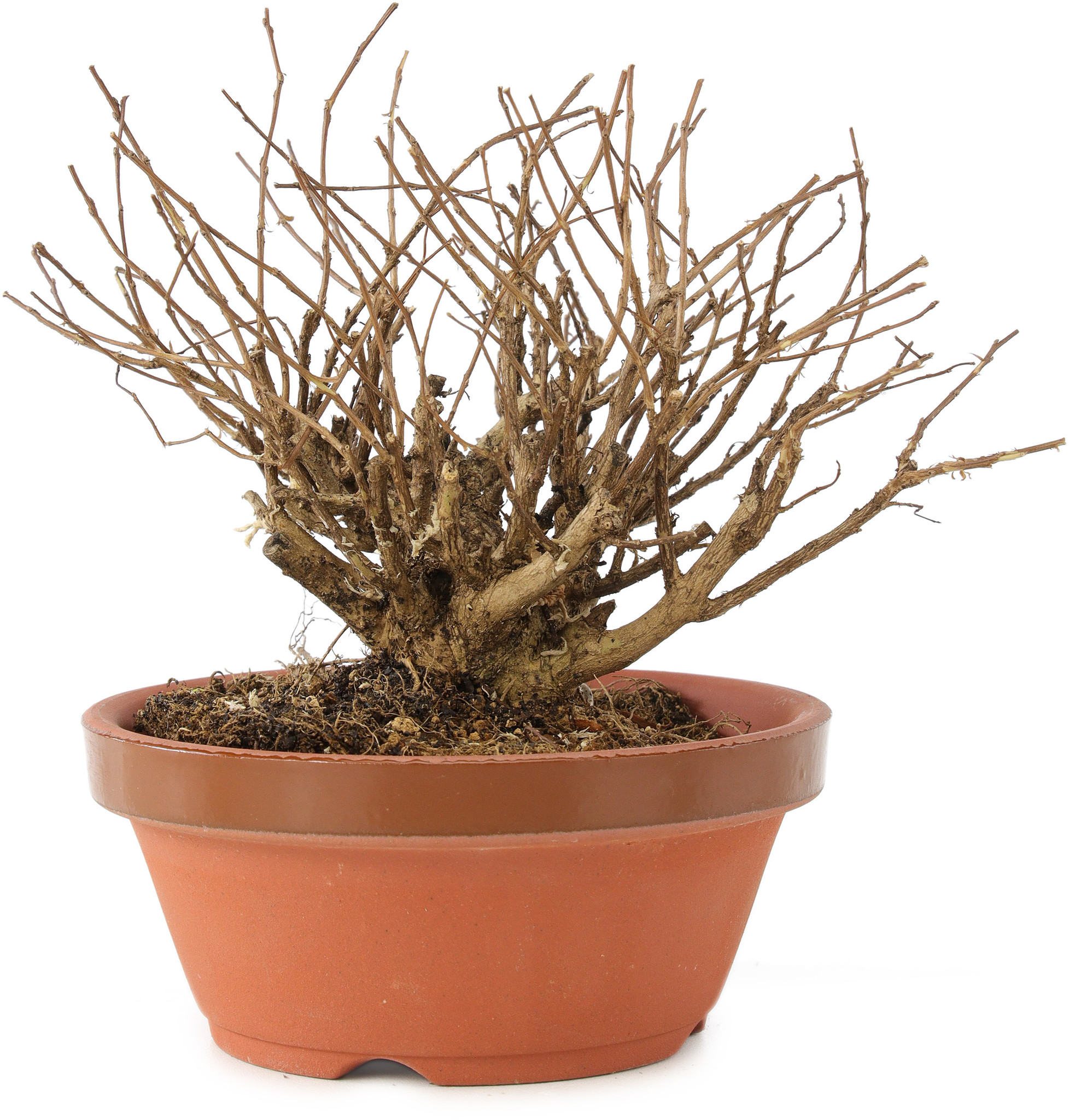 Lagerstroemia indica, 12 cm, ± 20 ans - Bonsai Plaza