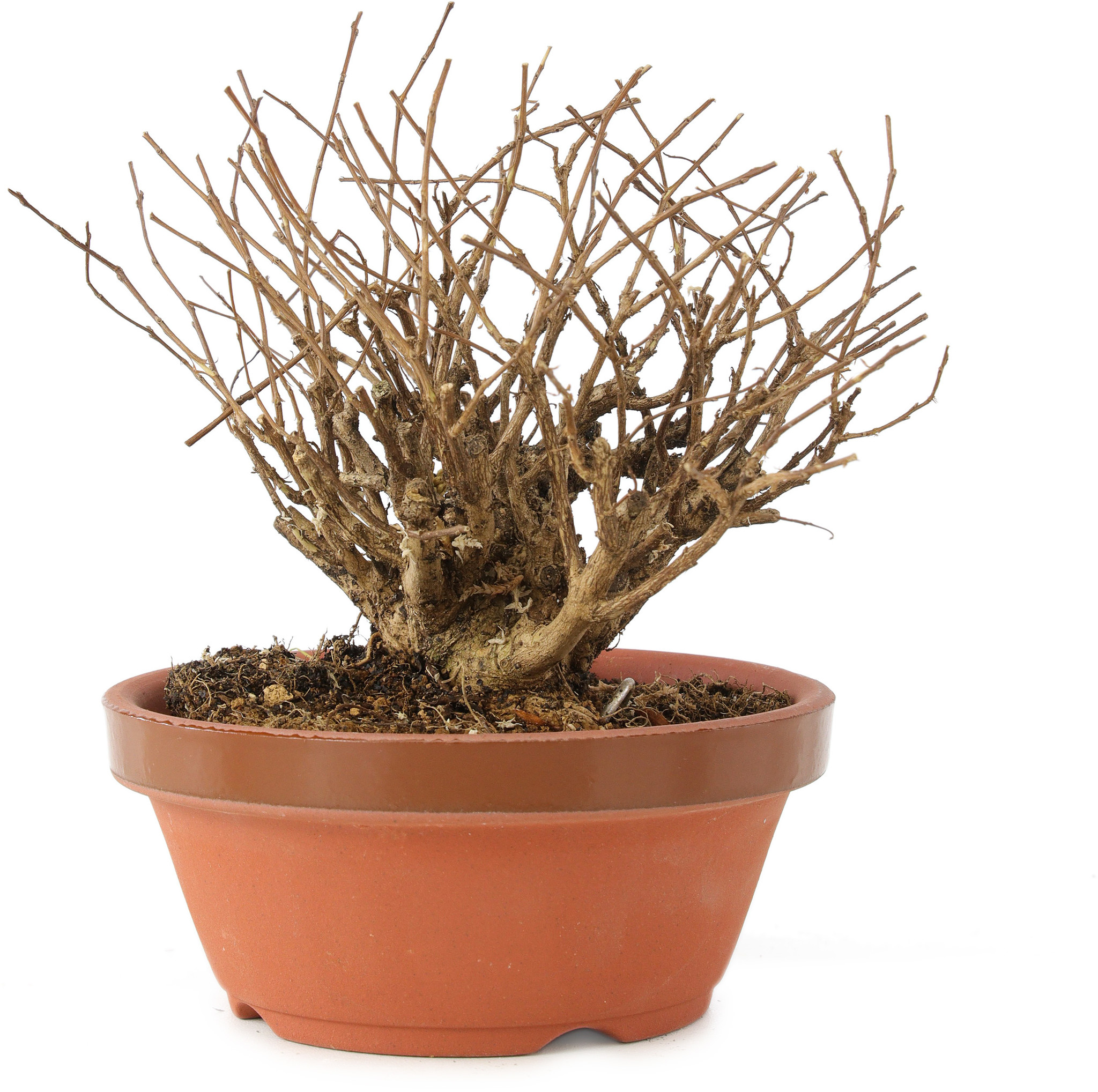 Lagerstroemia indica, 12 cm, ± 20 ans - Bonsai Plaza