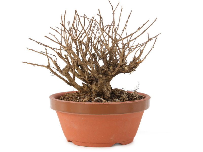 Lagerstroemia indica, 12 cm, ± 20 years old - Bonsai Plaza