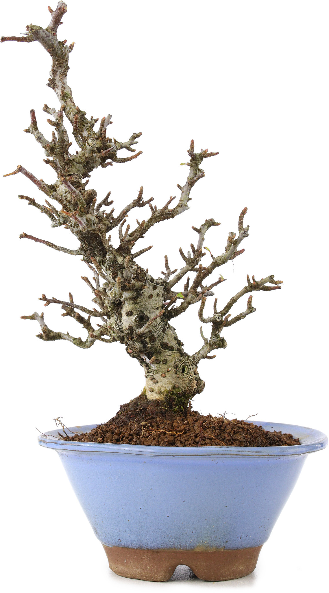 Pyracantha, 22 cm, ± 8 years old, with amazing tree bark and a ...