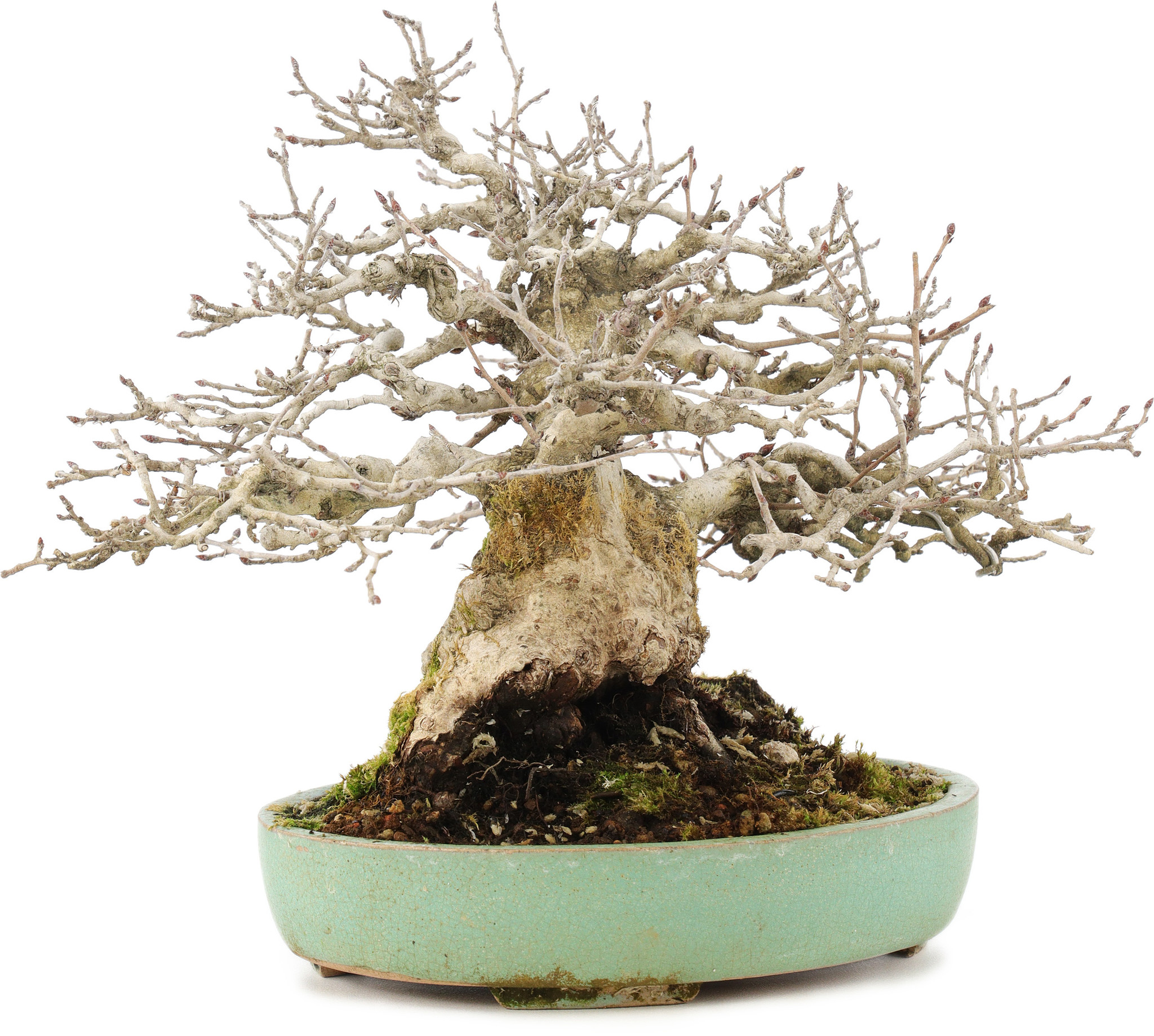 Carpinus coreana, 17,5 cm, ± 35 years old, styled by Urushibata of ...