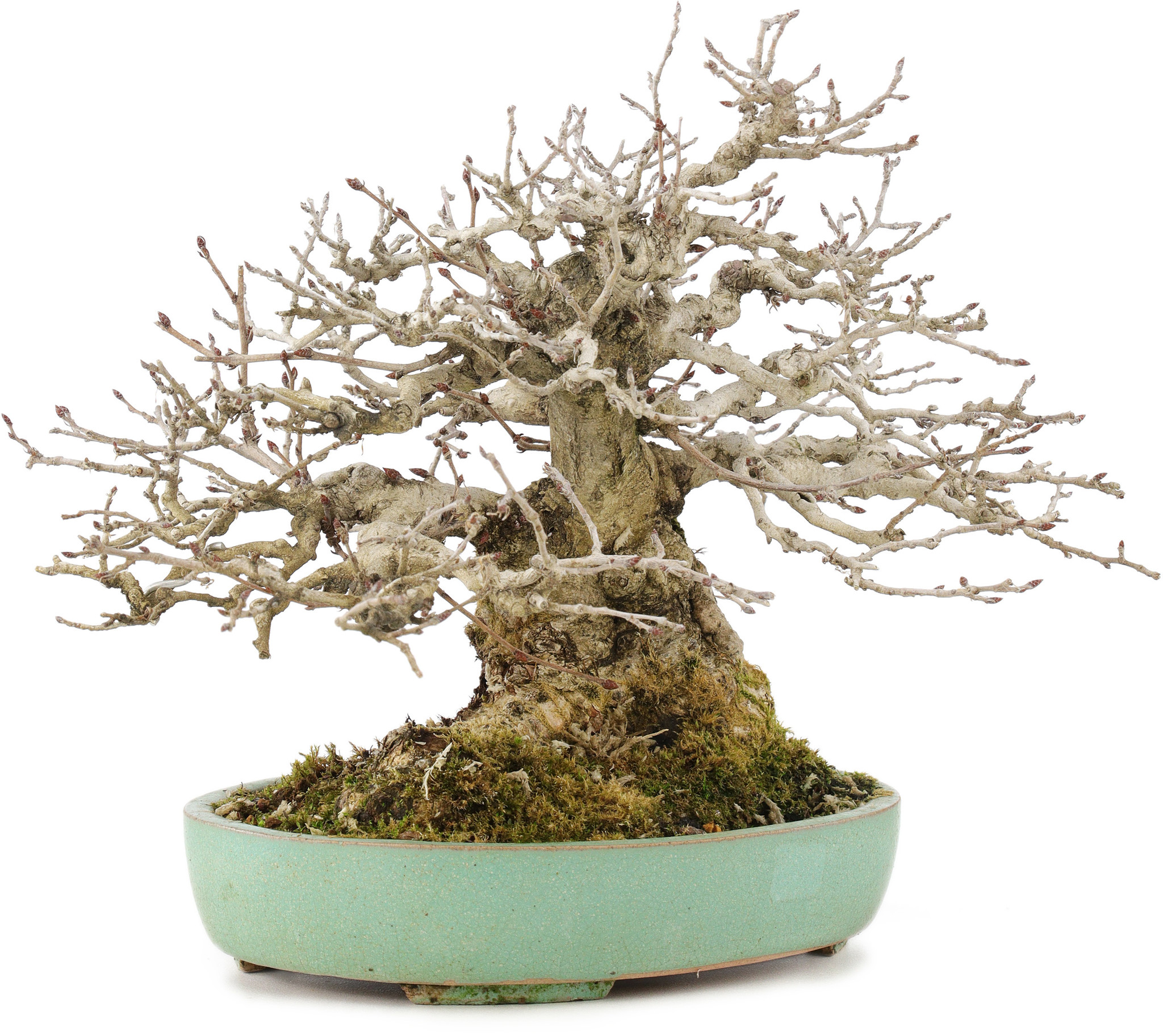 Carpinus coreana, 17,5 cm, ± 35 years old, styled by Urushibata of ...