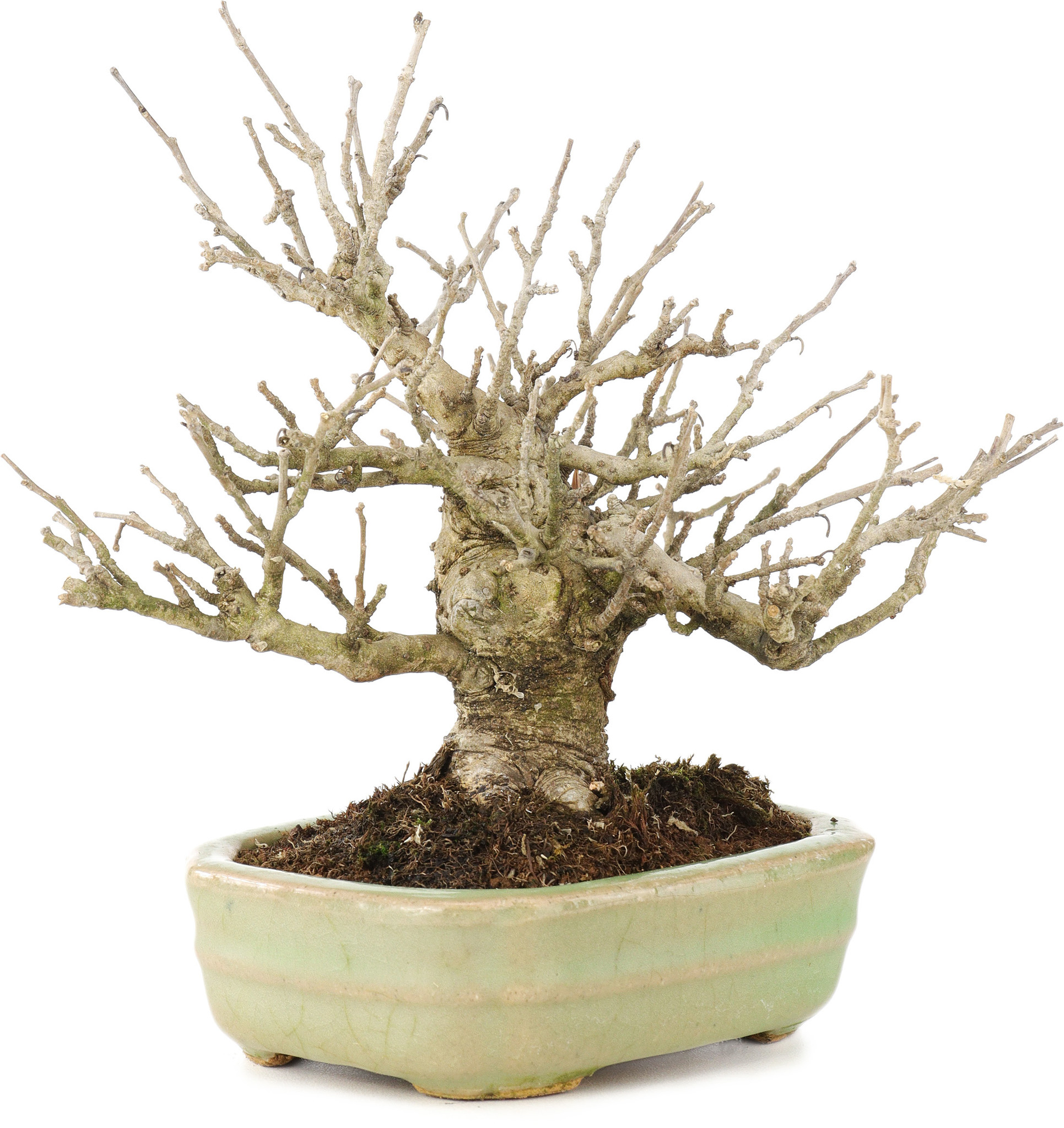 Ilex serrata, 15 cm, ± 15 years old, (female tree) in a handmade ...