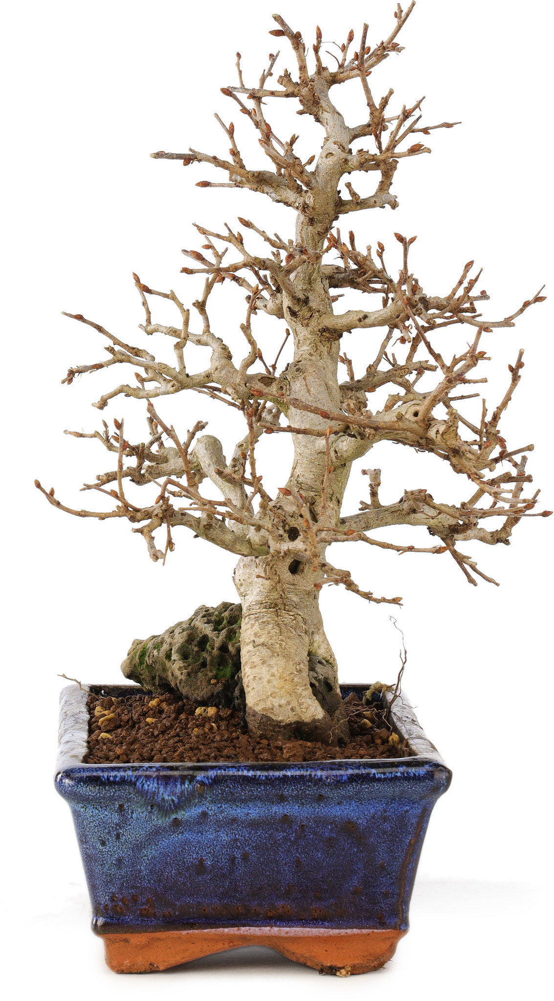 Carpinus coreana, 24 cm, ± 25 years old - Bonsai Plaza