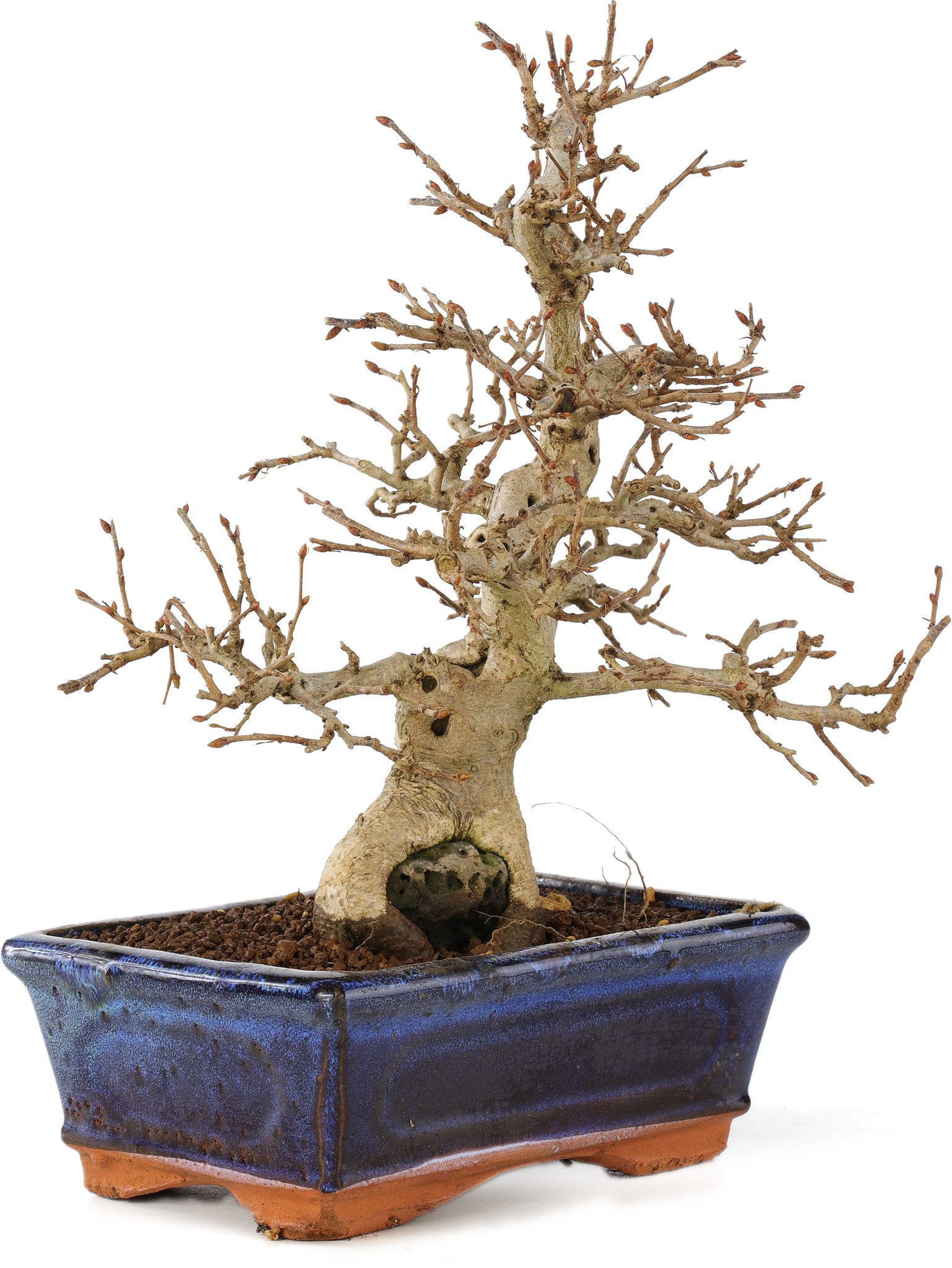 Carpinus coreana, 24 cm, ± 25 years old - Bonsai Plaza
