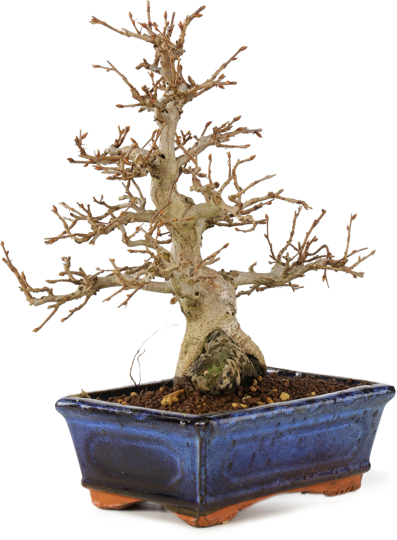 Carpinus coreana, 24 cm, ± 25 years old - Bonsai Plaza
