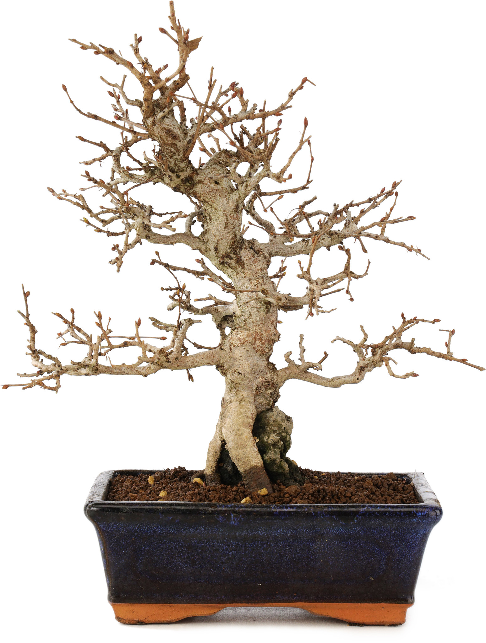 Carpinus coreana, 24 cm, ± 25 Jahre alt - Bonsai Plaza