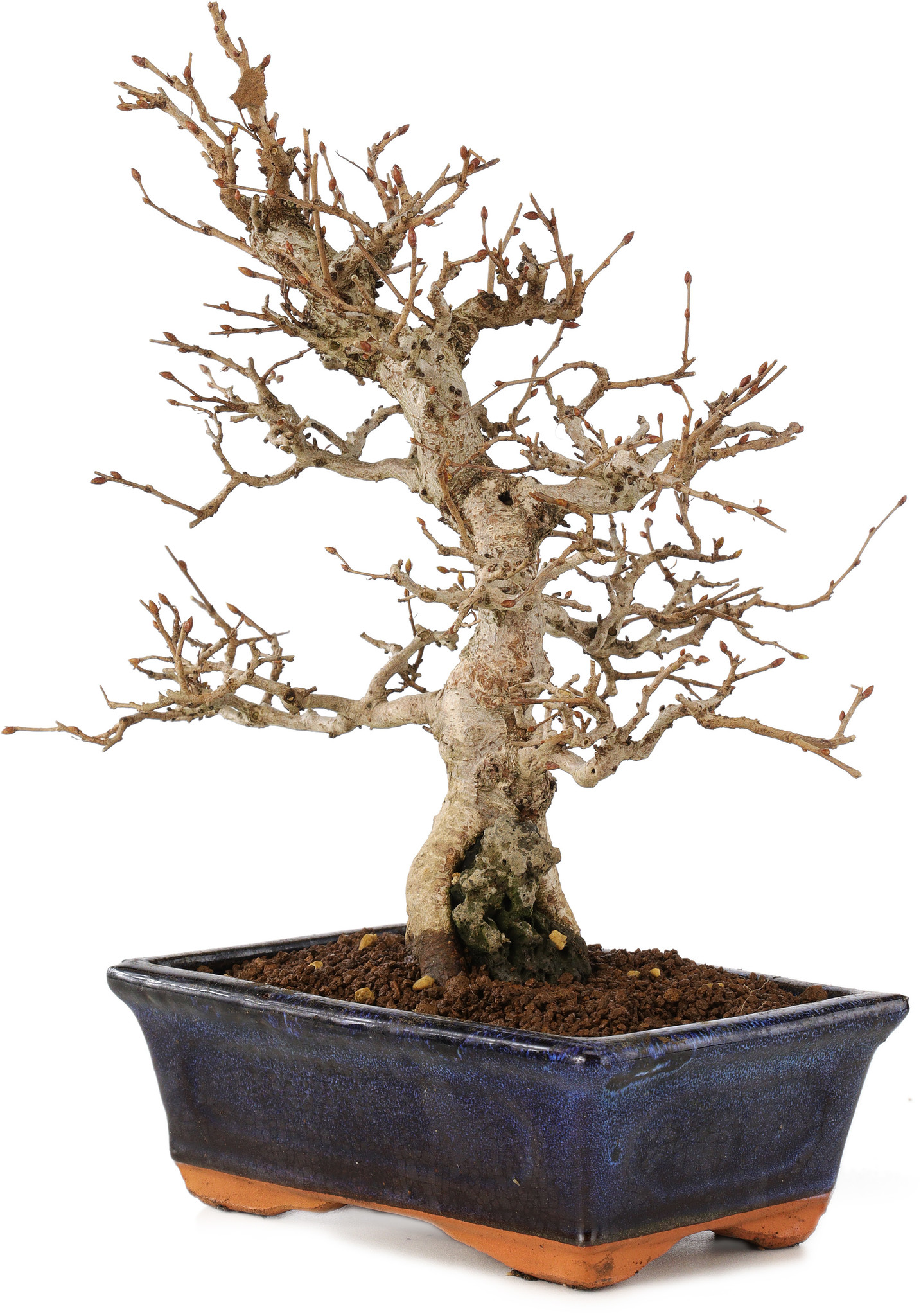 Carpinus coreana, 24 cm, ± 25 years old - Bonsai Plaza