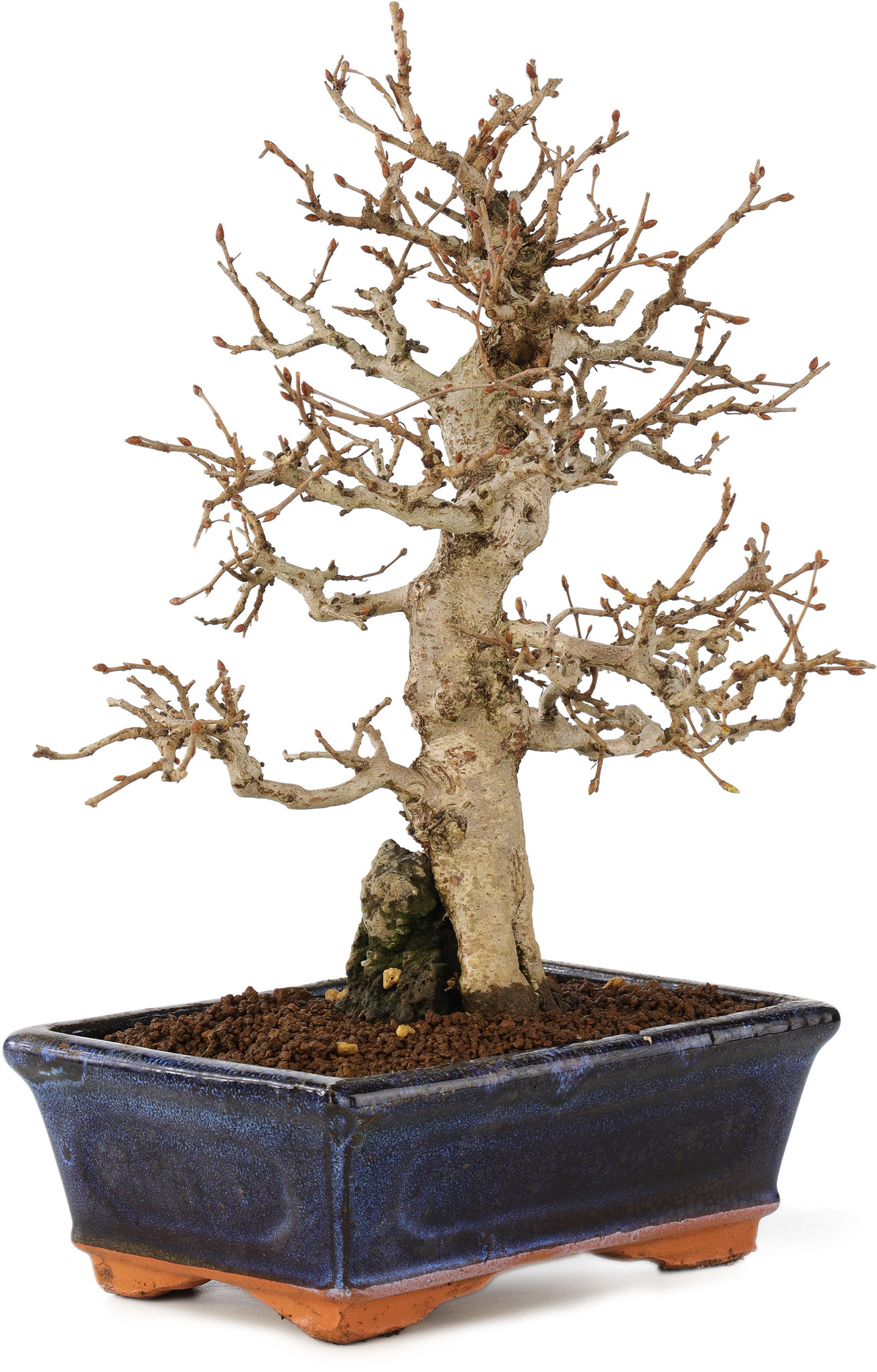 Carpinus coreana, 24 cm, ± 25 years old - Bonsai Plaza