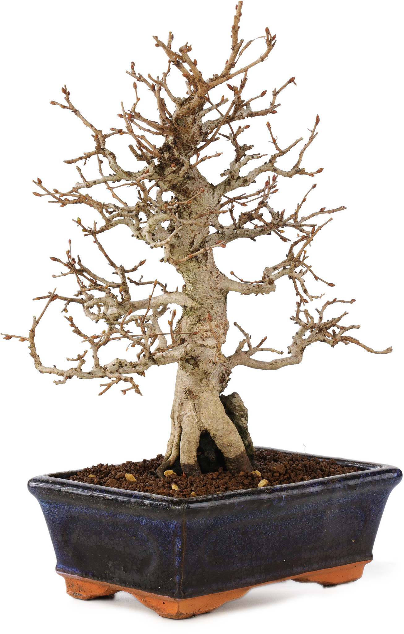 Carpinus coreana, 24 cm, ± 25 years old - Bonsai Plaza