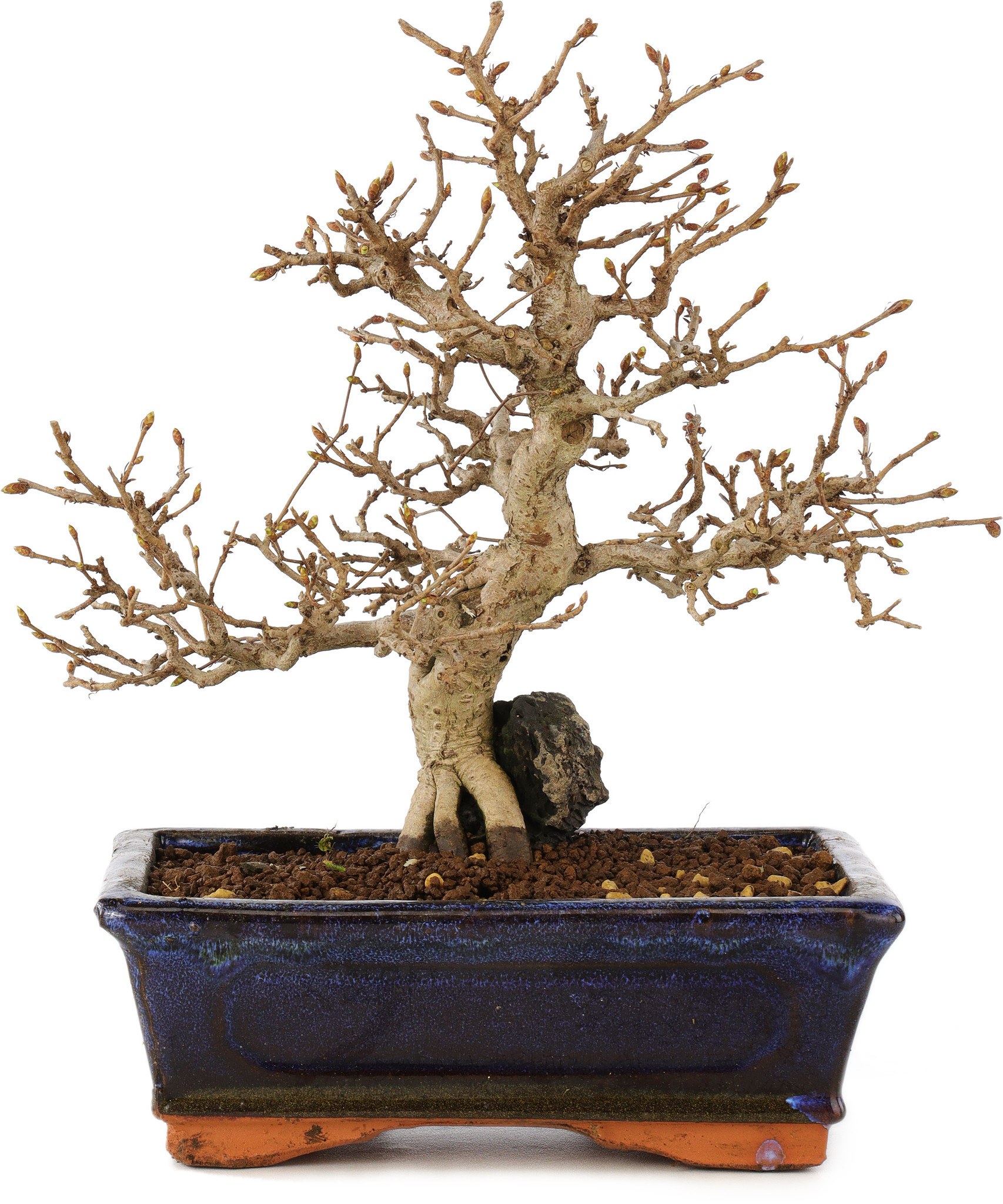 Carpinus coreana, 24 cm, ± 25 ans - Bonsai Plaza