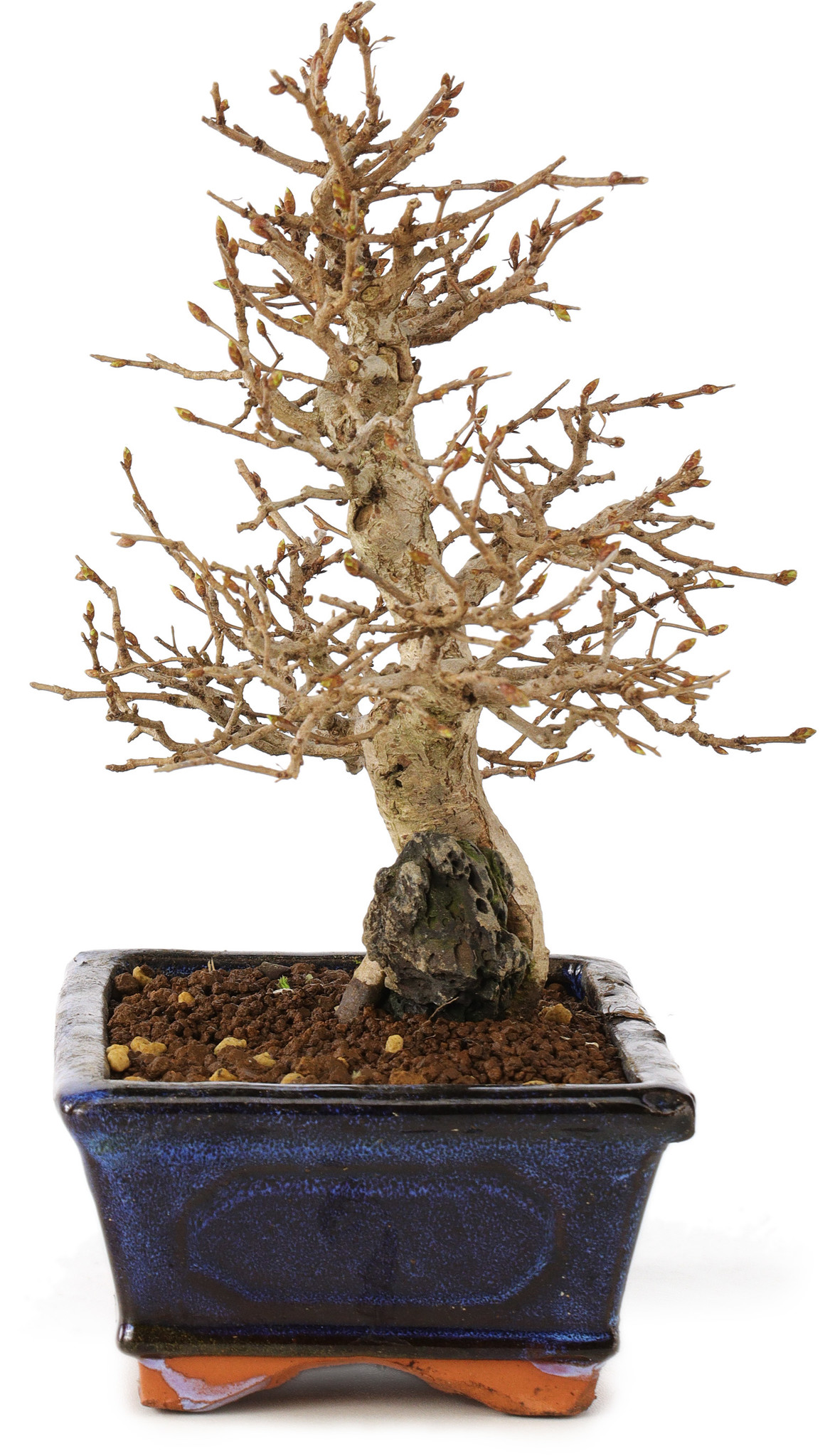 Carpinus coreana, 24 cm, ± 25 years old - Bonsai Plaza