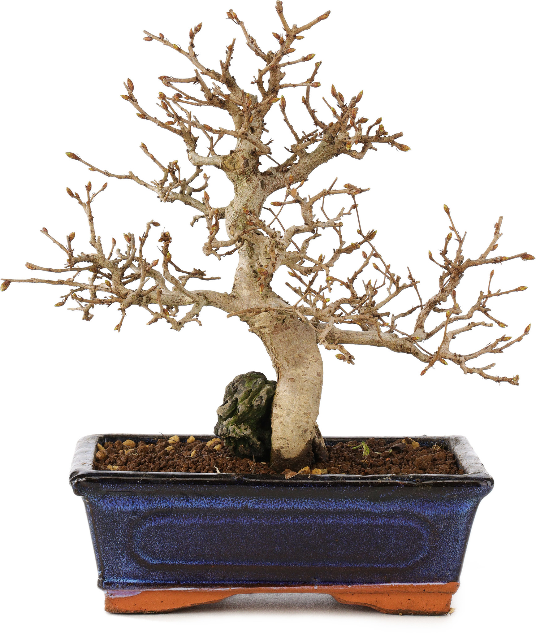 Carpinus coreana, 24 cm, ± 25 years old - Bonsai Plaza