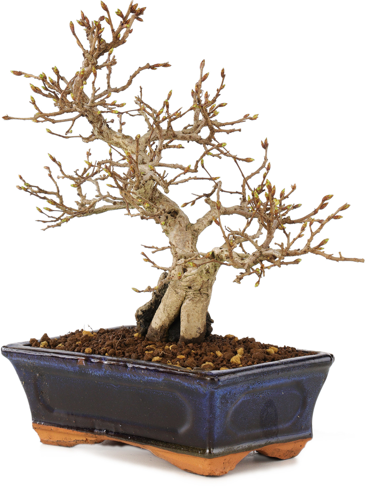 Carpinus coreana, 24 cm, ± 25 years old - Bonsai Plaza