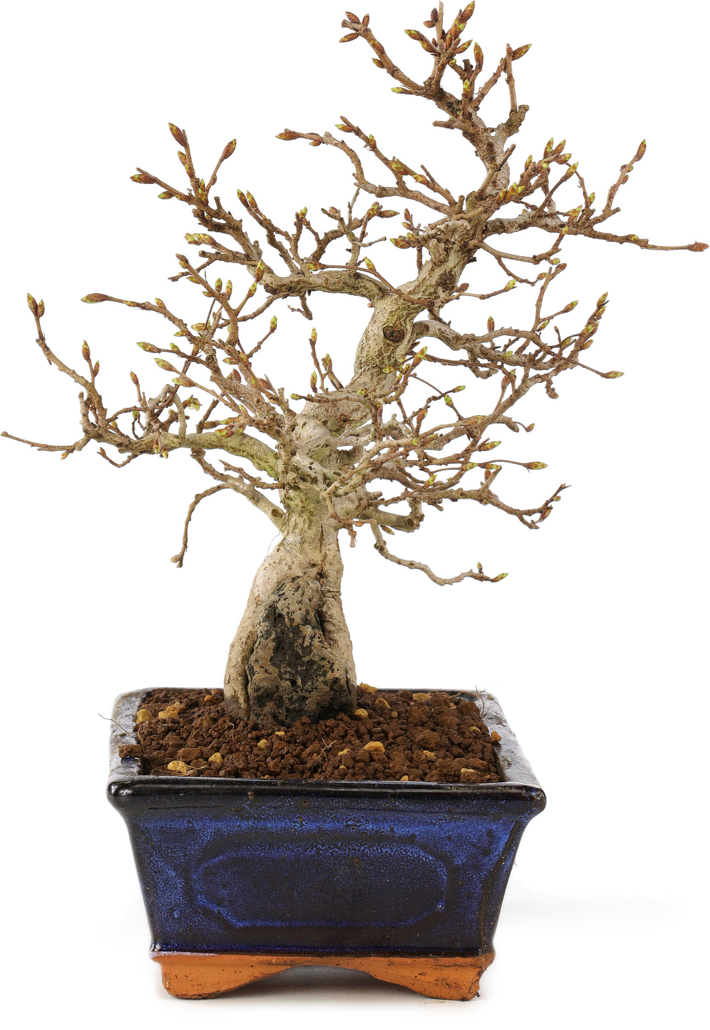 Carpinus coreana, 24 cm, ± 25 years old - Bonsai Plaza