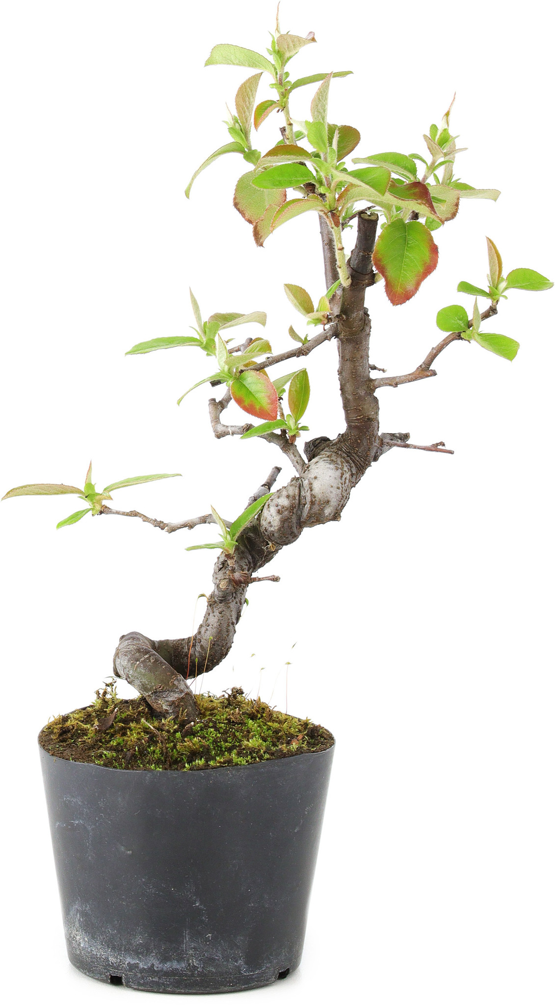 Pseudocydonia sinensis, 20 cm, ± 9 years old - Bonsai Plaza