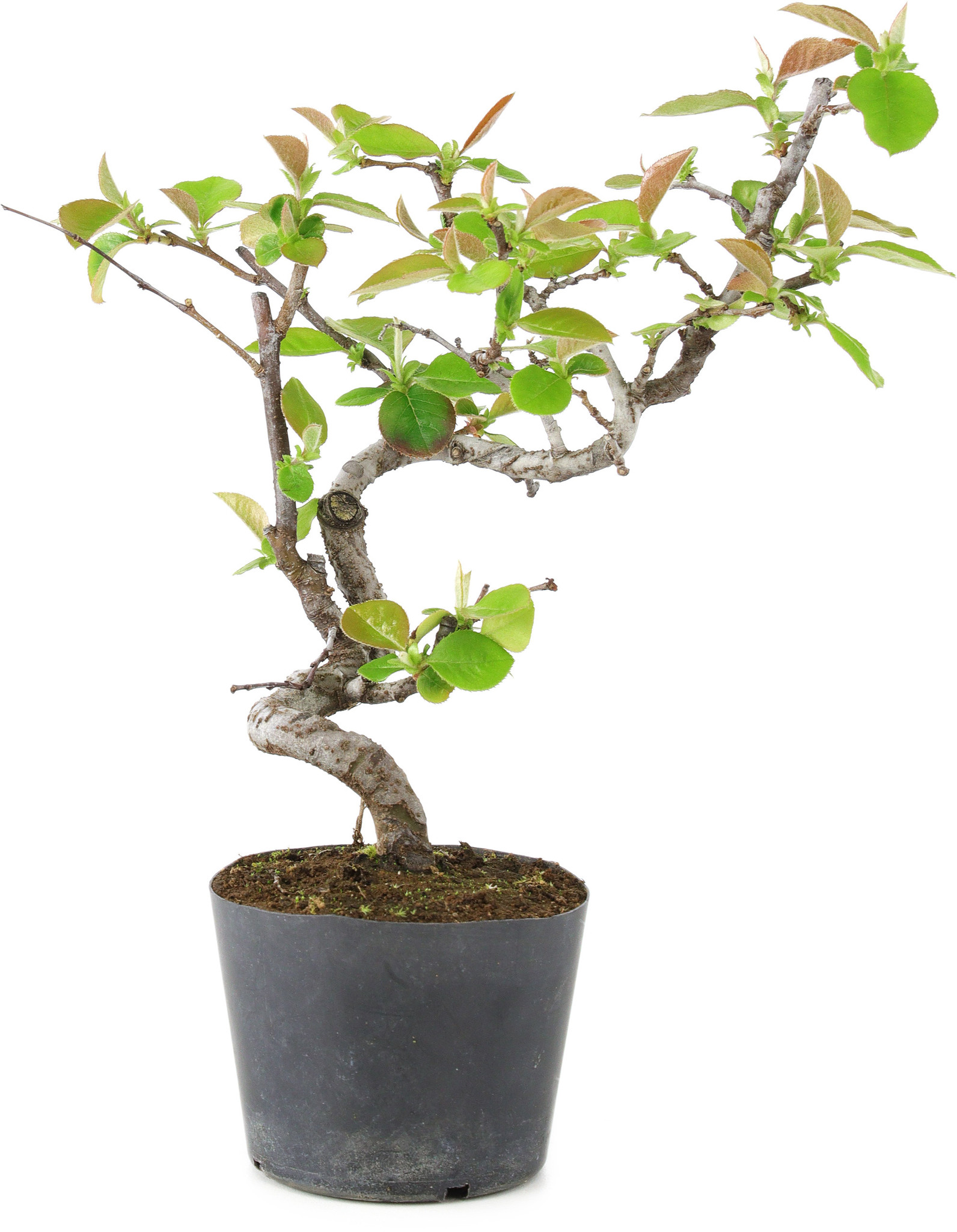 Pseudocydonia sinensis, 20 cm, ± 9 years old - Bonsai Plaza