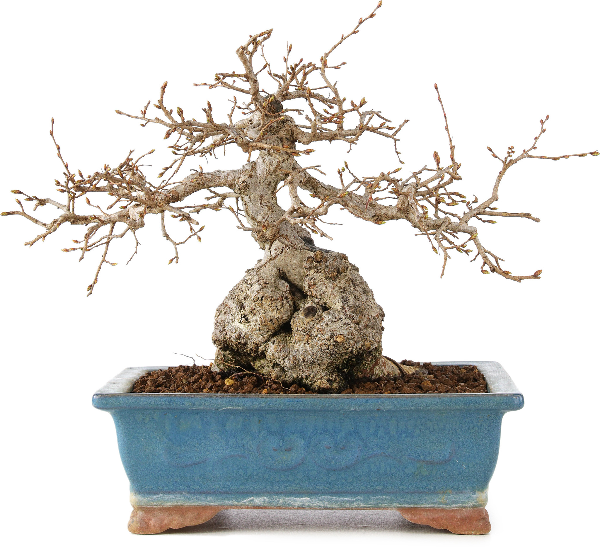 Carpinus coreana, 23 cm, ± 60 years old - Bonsai Plaza