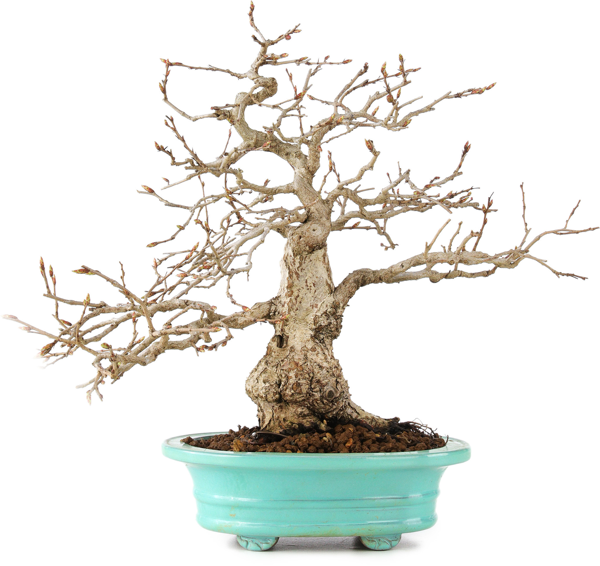 Carpinus coreana, 26 cm, ± 45 anni - Bonsai Plaza