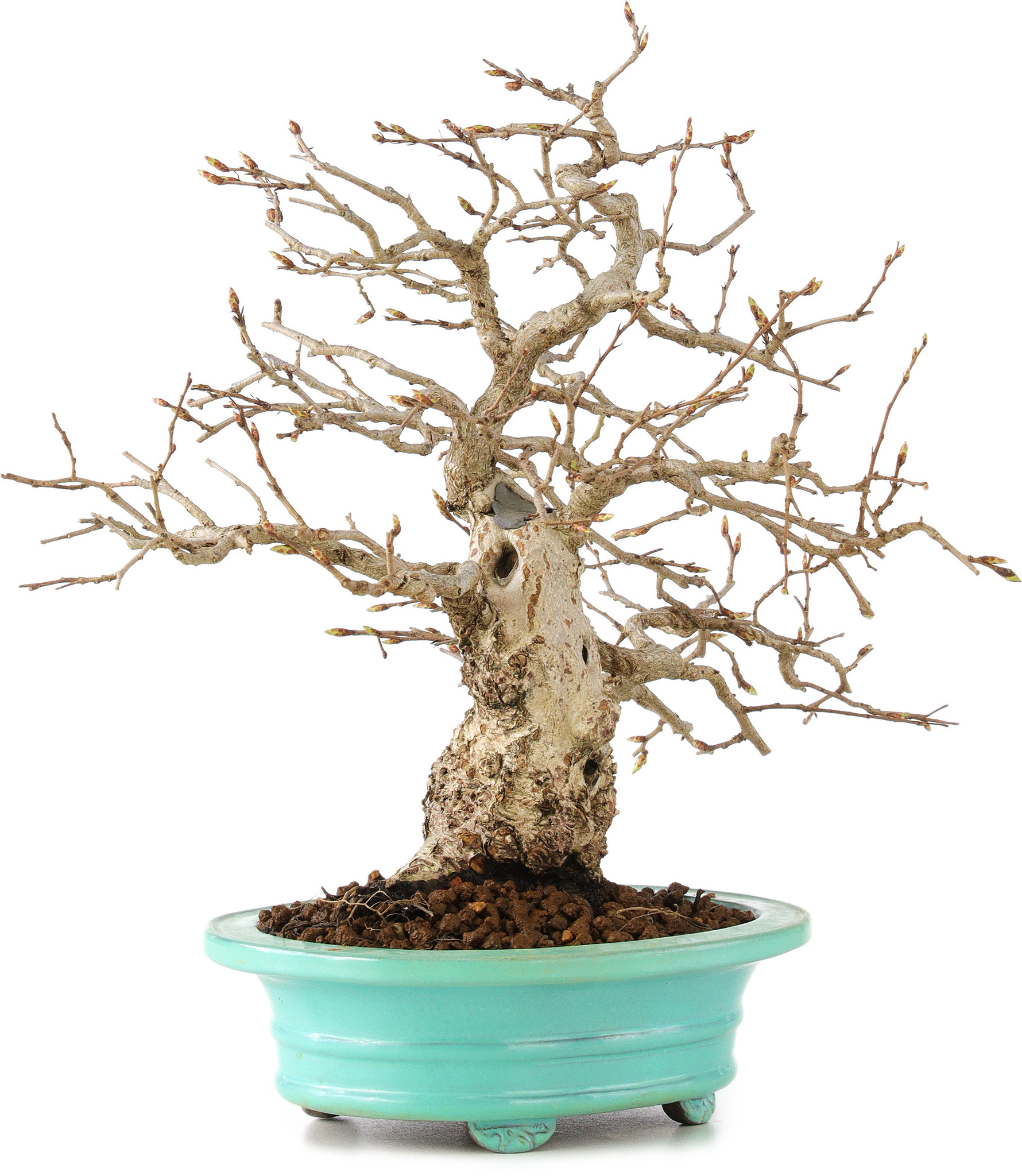 Carpinus coreana, 26 cm, ± 45 anni - Bonsai Plaza