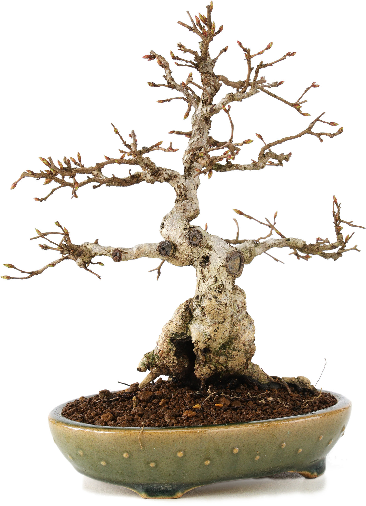 Carpinus coreana, 21 cm, ± 25 anni - Bonsai Plaza