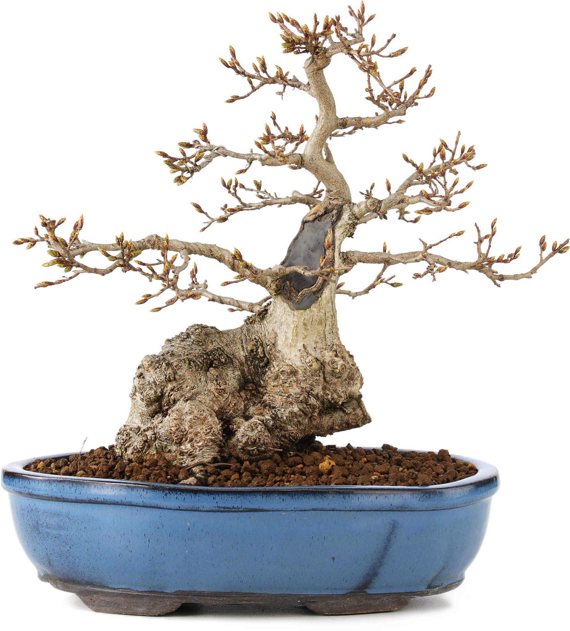 Carpinus coreana, 27 cm, ± 60 anni - Bonsai Plaza