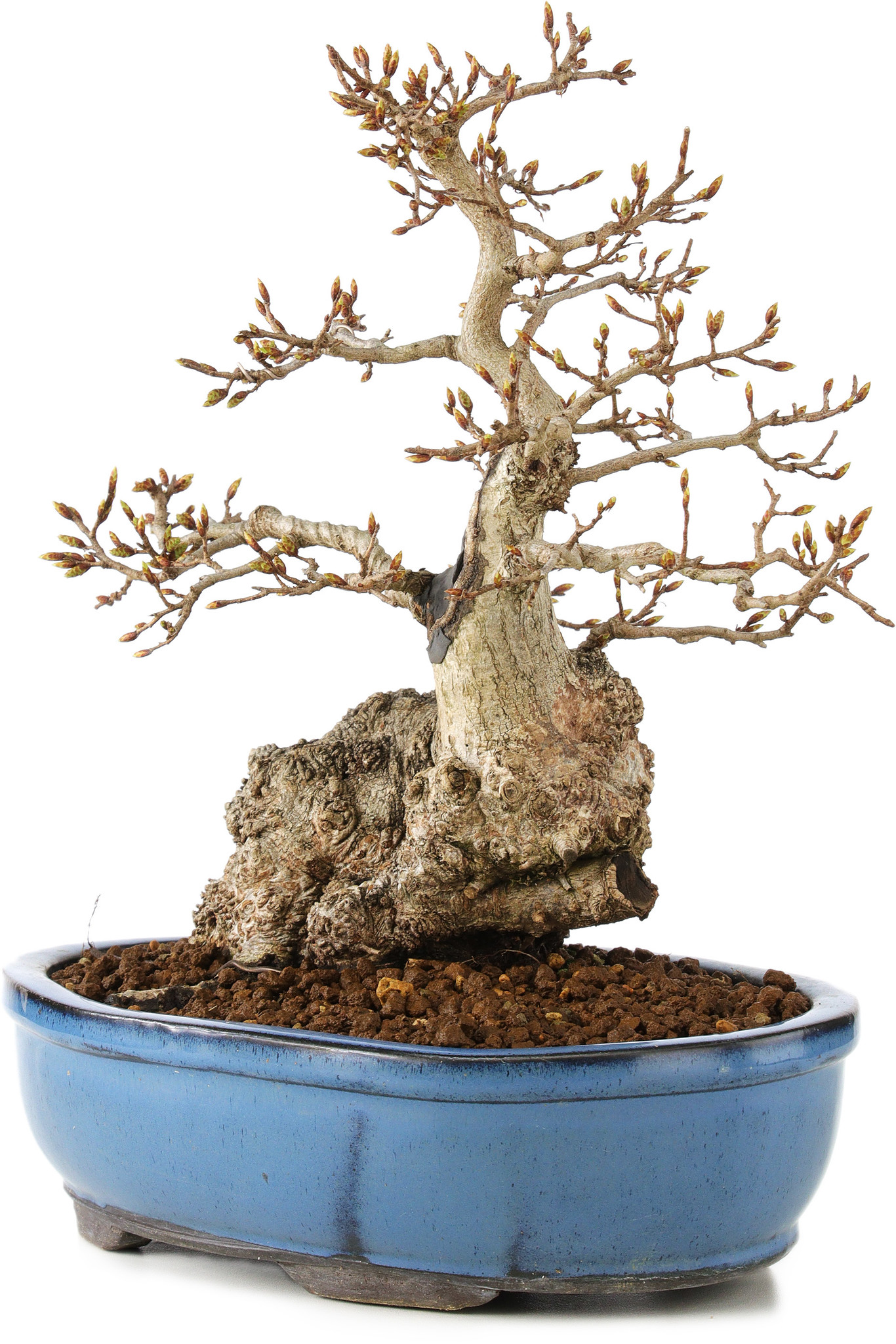 Carpinus coreana, 27 cm, ± 60 years old - Bonsai Plaza