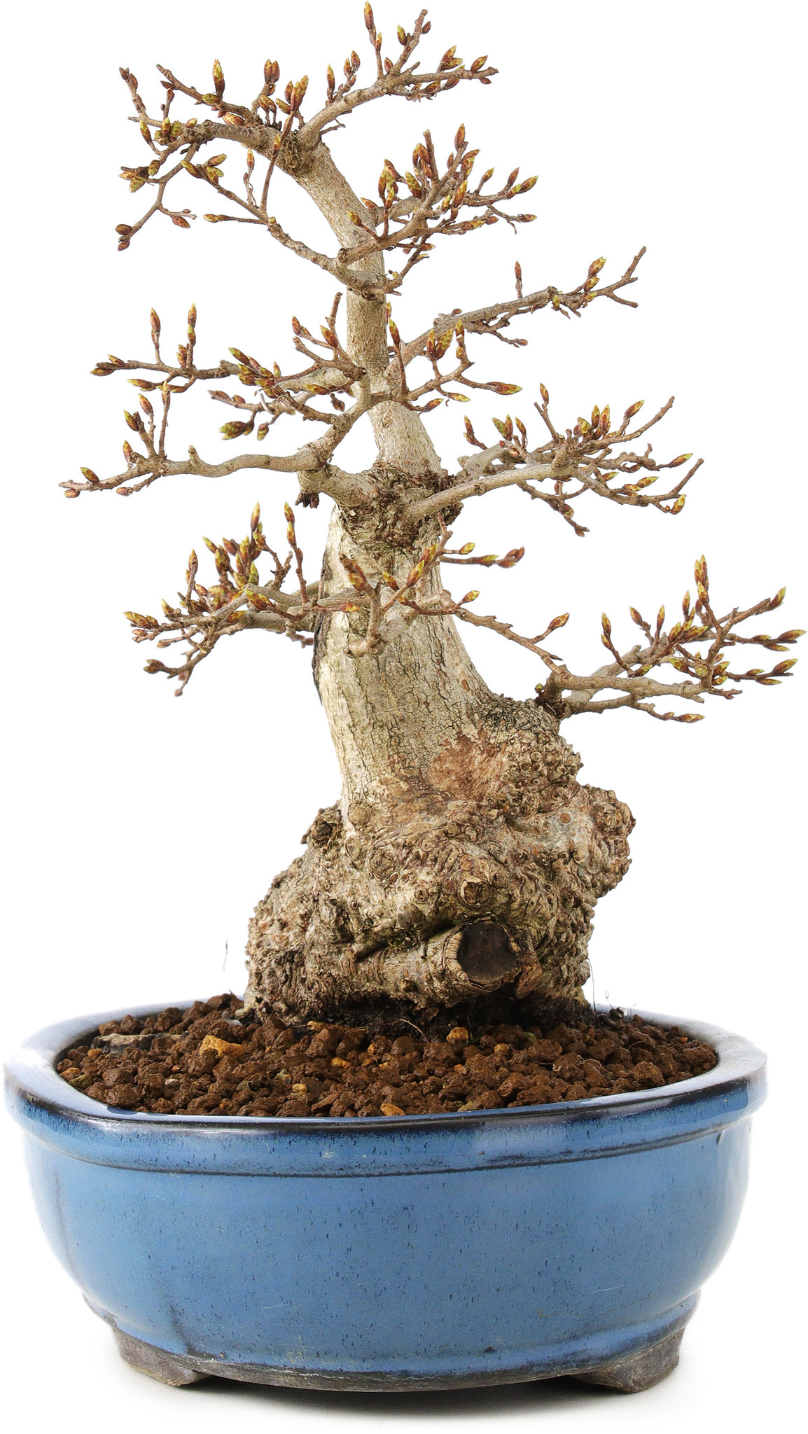 Carpinus coreana, 27 cm, ± 60 years old - Bonsai Plaza