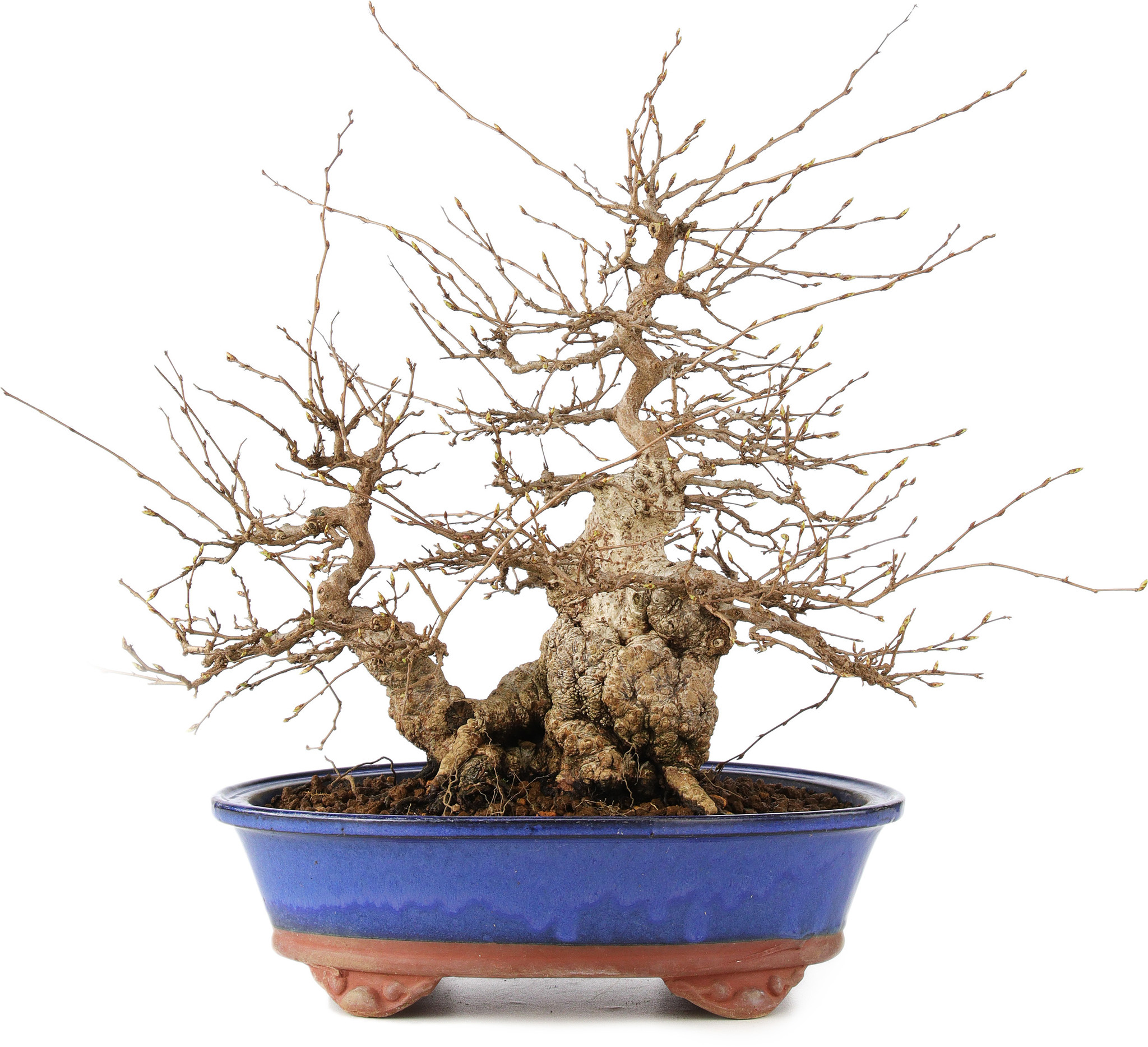 Carpinus coreana, 30 cm, ± 60 ans - Bonsai Plaza