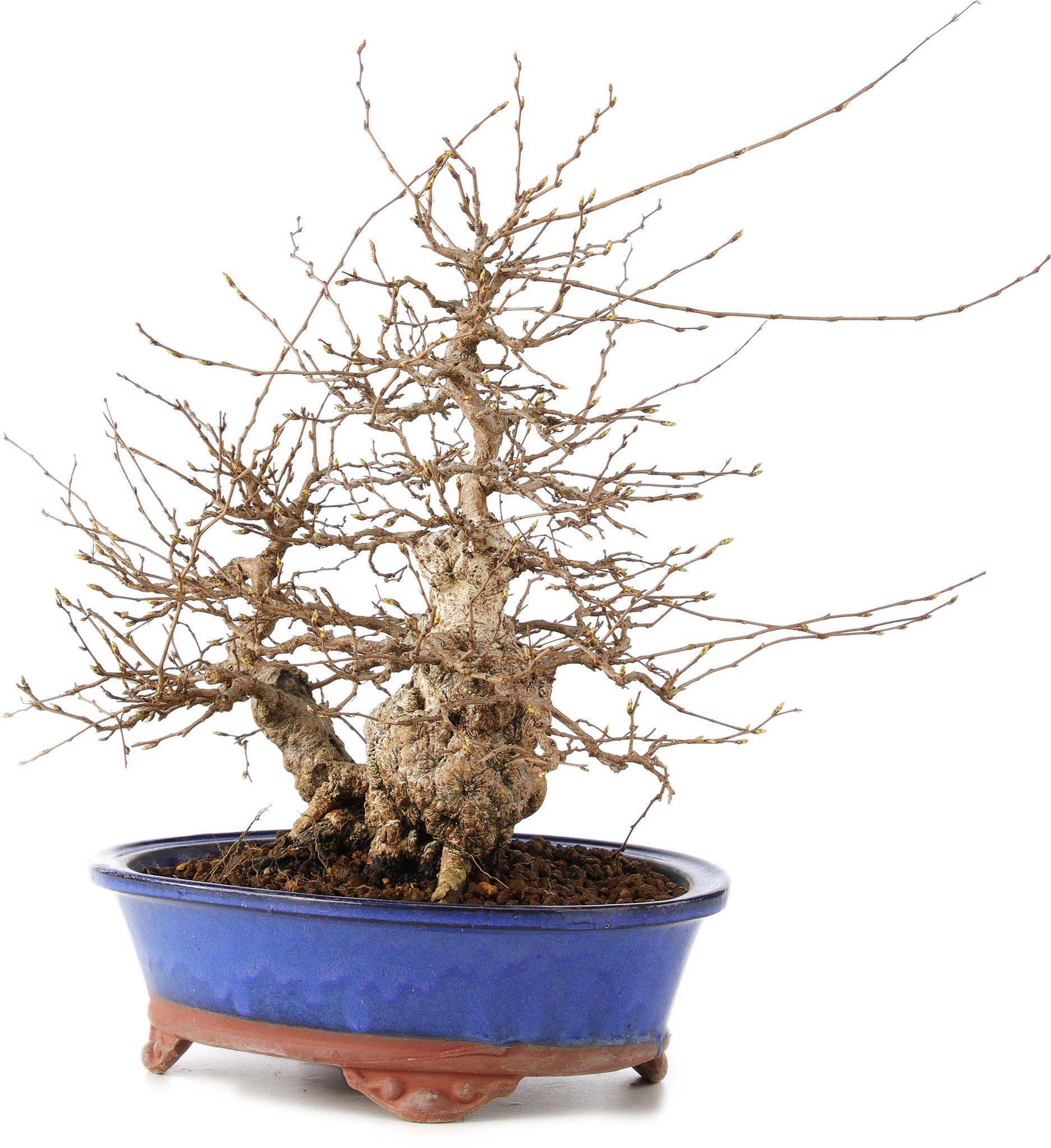 Carpinus coreana, 30 cm, ± 60 years old - Bonsai Plaza