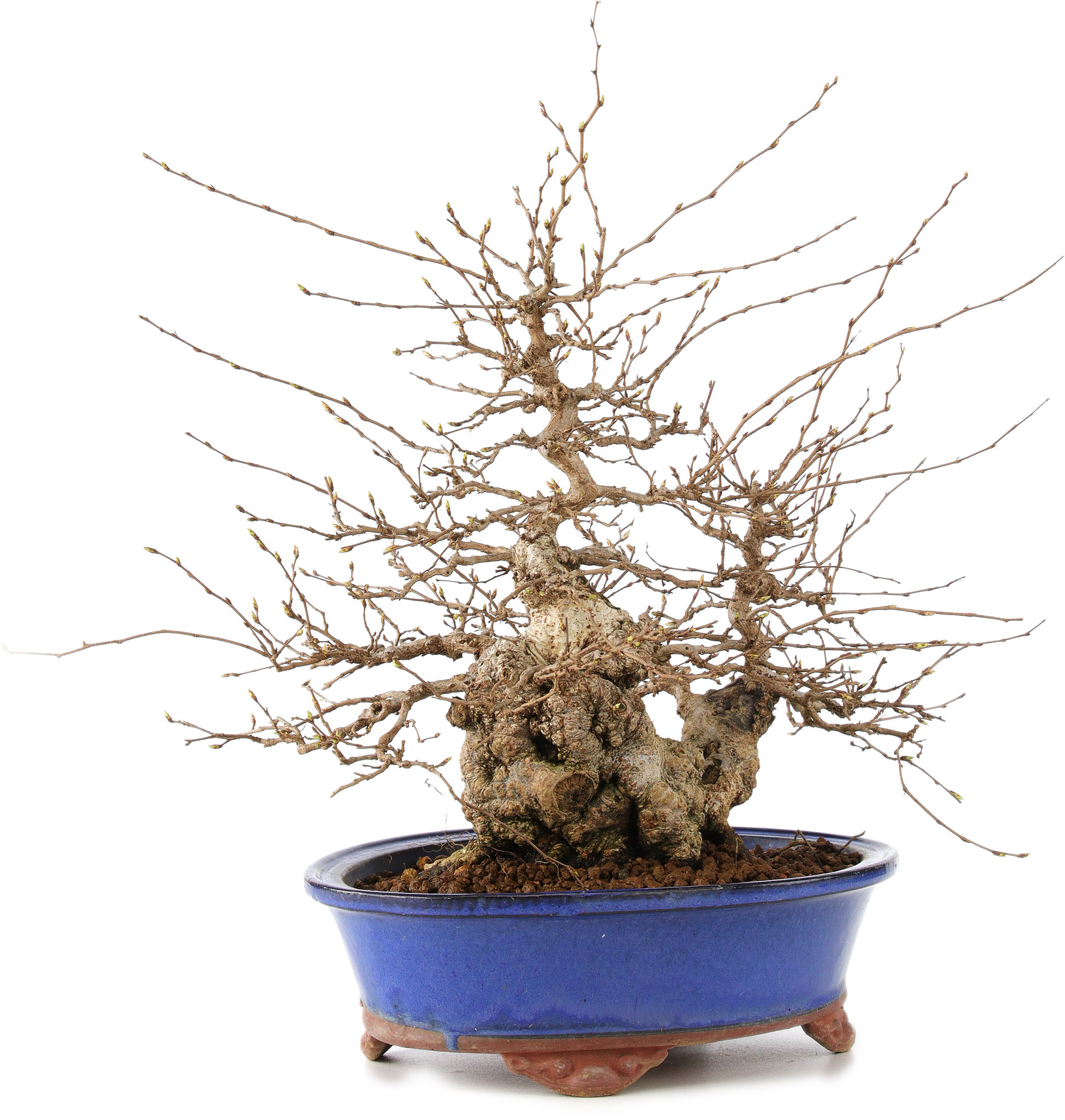 Carpinus coreana, 30 cm, ± 60 ans - Bonsai Plaza